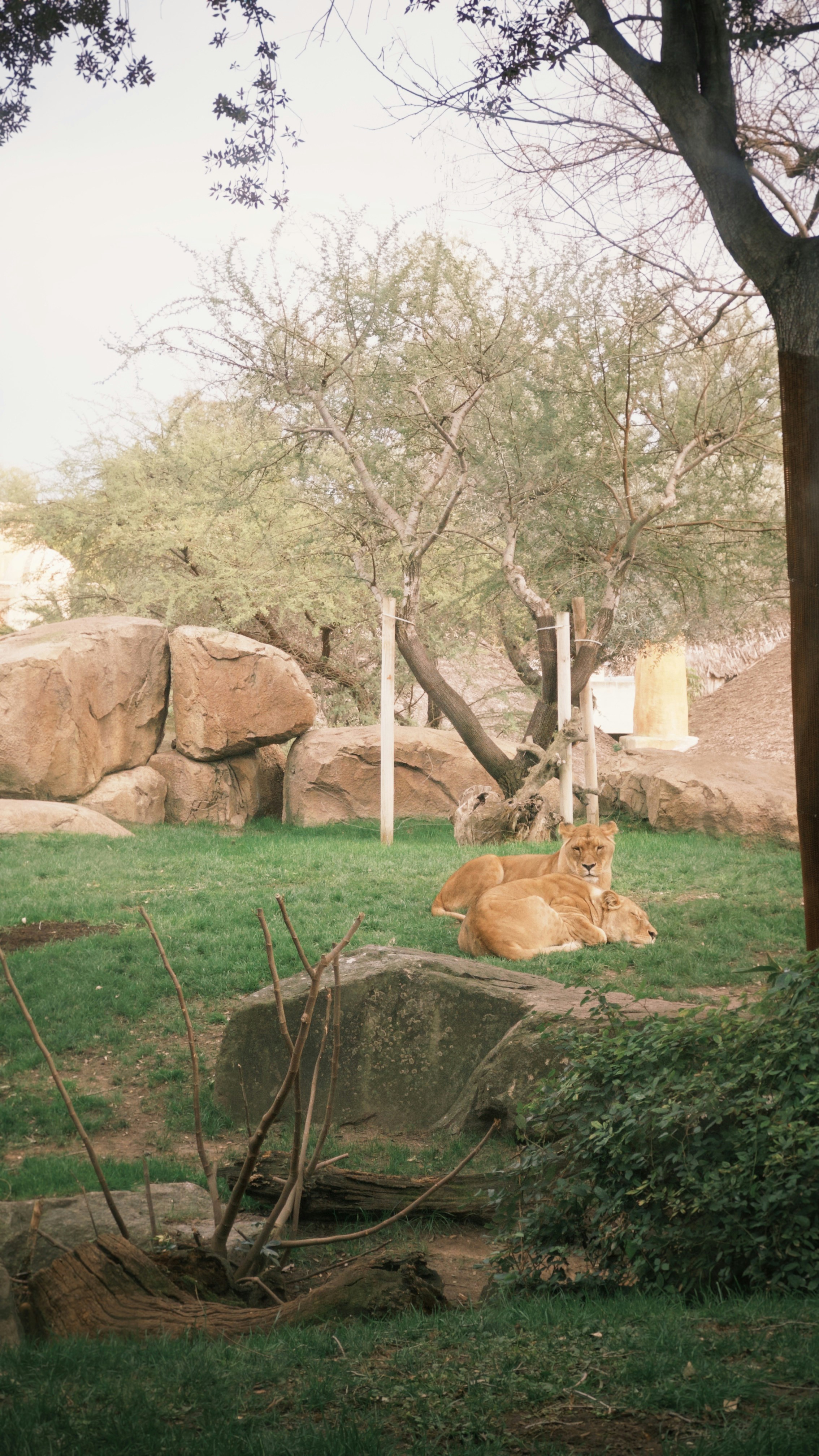 Sunlit Sentry: A lioness Resting Among Rocks and Trees