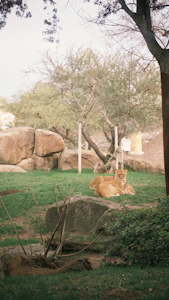 Sunlit Sentry: A lioness Resting Among Rocks and Trees