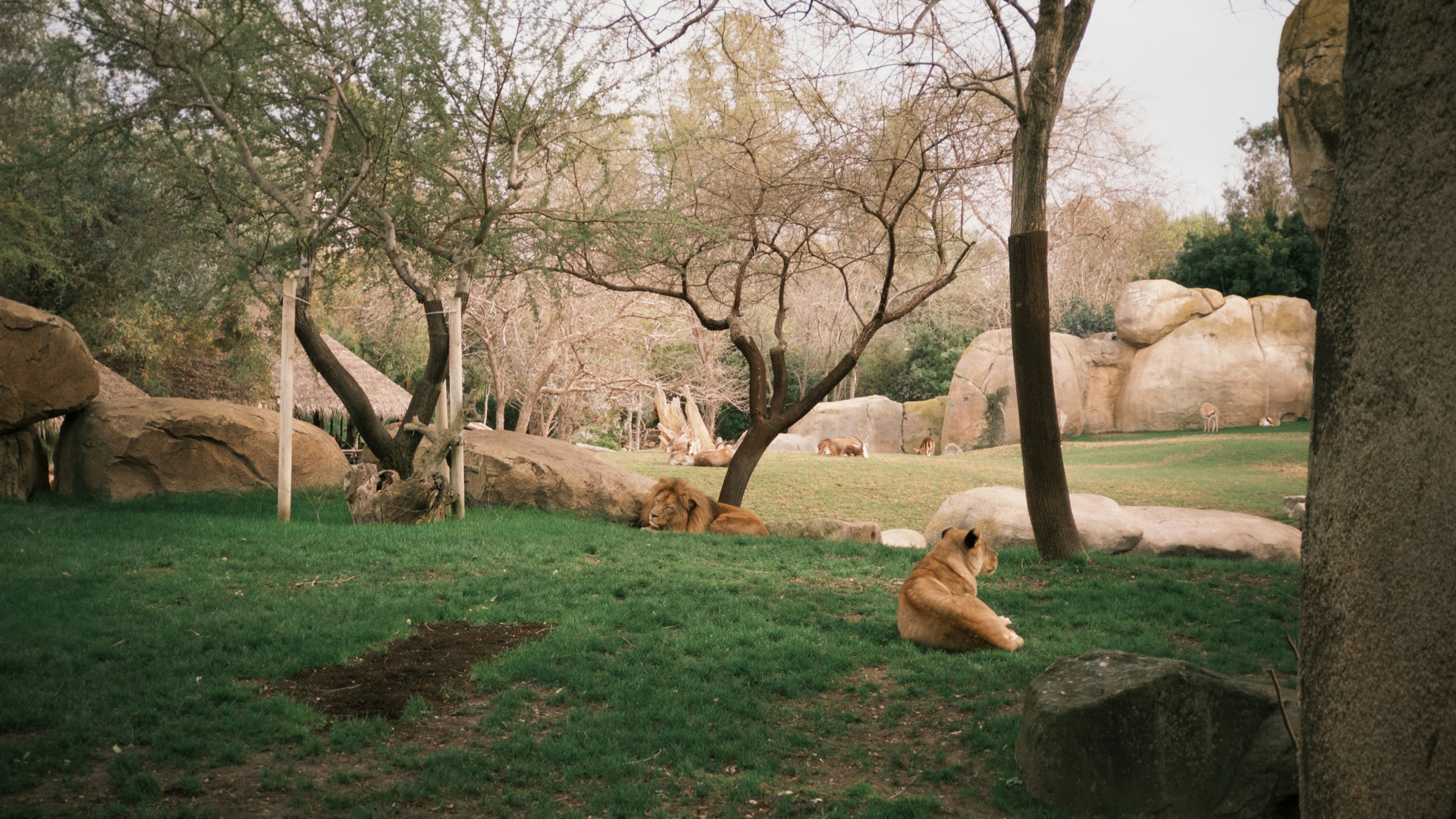 Lone golden retriever at rest among sunlit boulders and trees