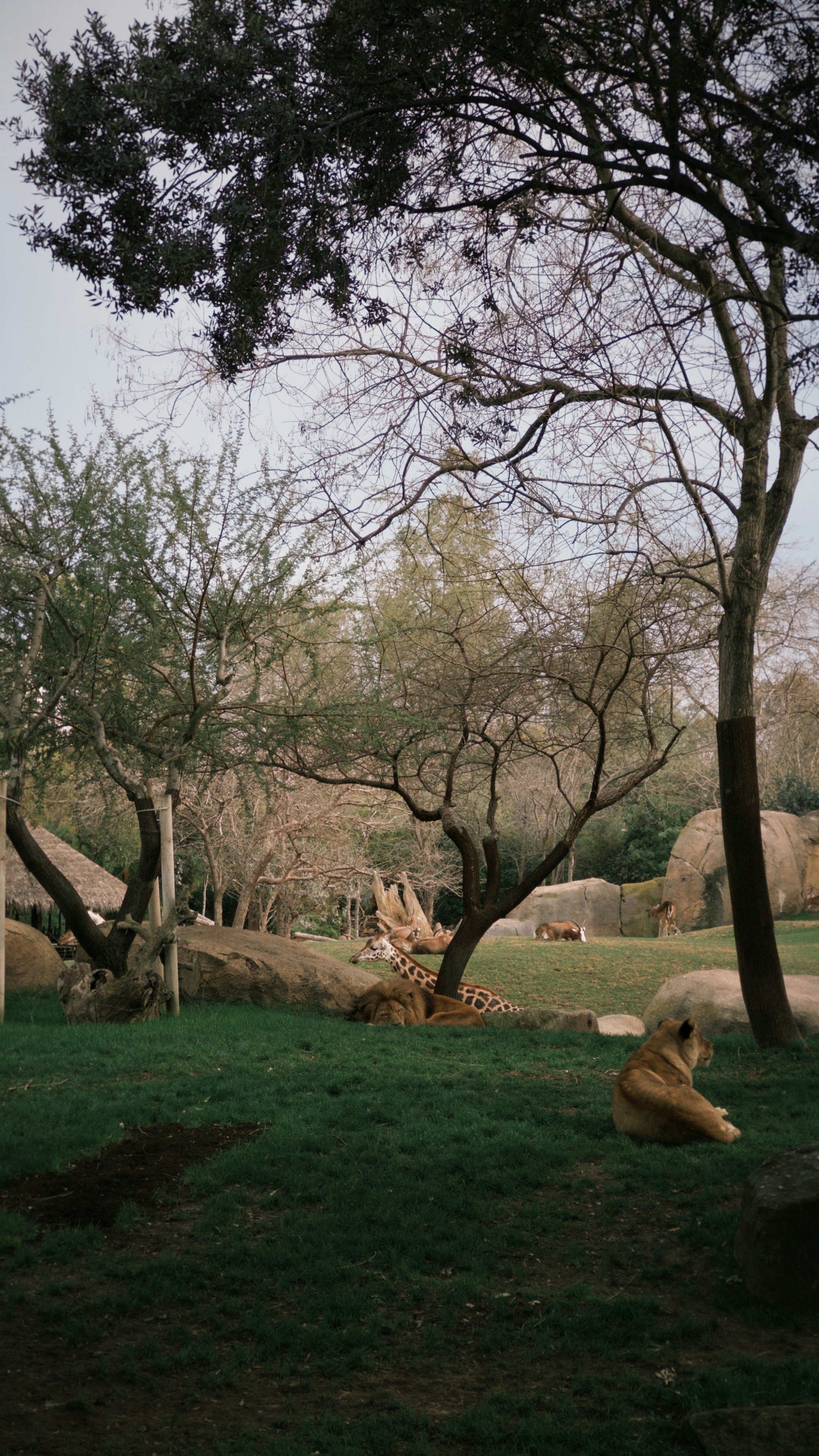 Lions and a giraffe resting in a grassy, tree-filled enclosure.