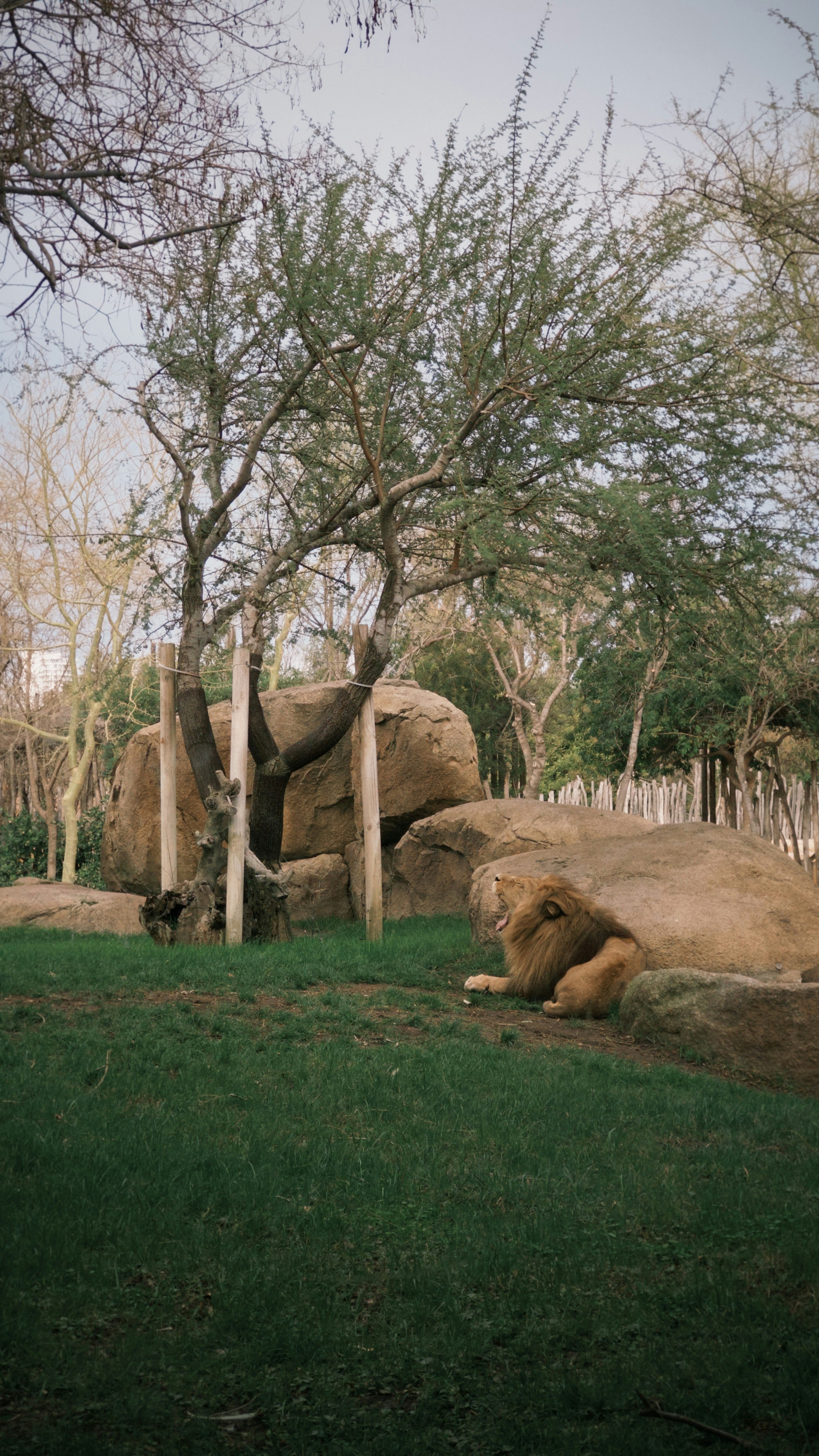 Sunlit Rest: A Lion in the Garden of Rocks