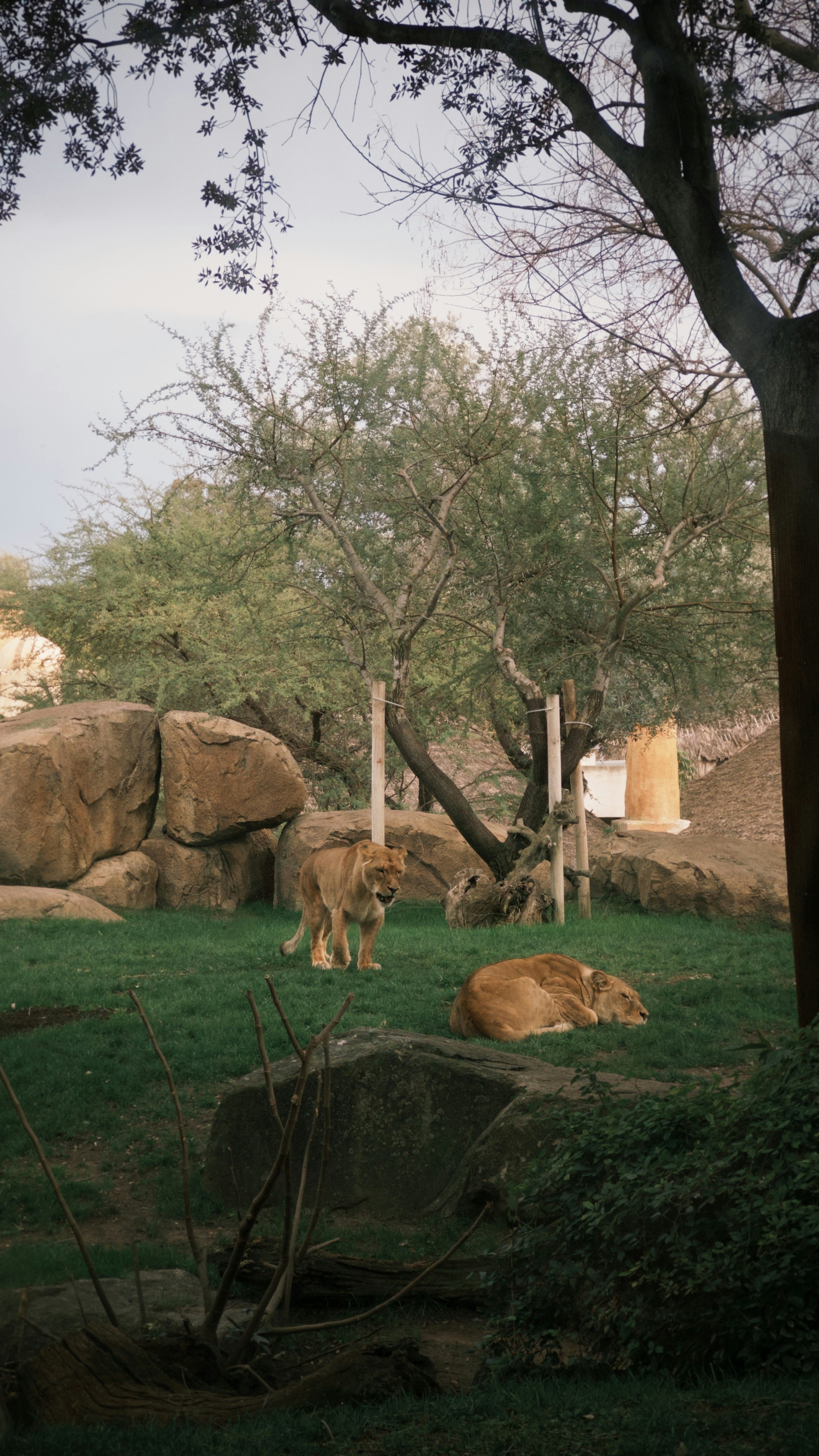 Lions at Dusk in a Quiet Yard