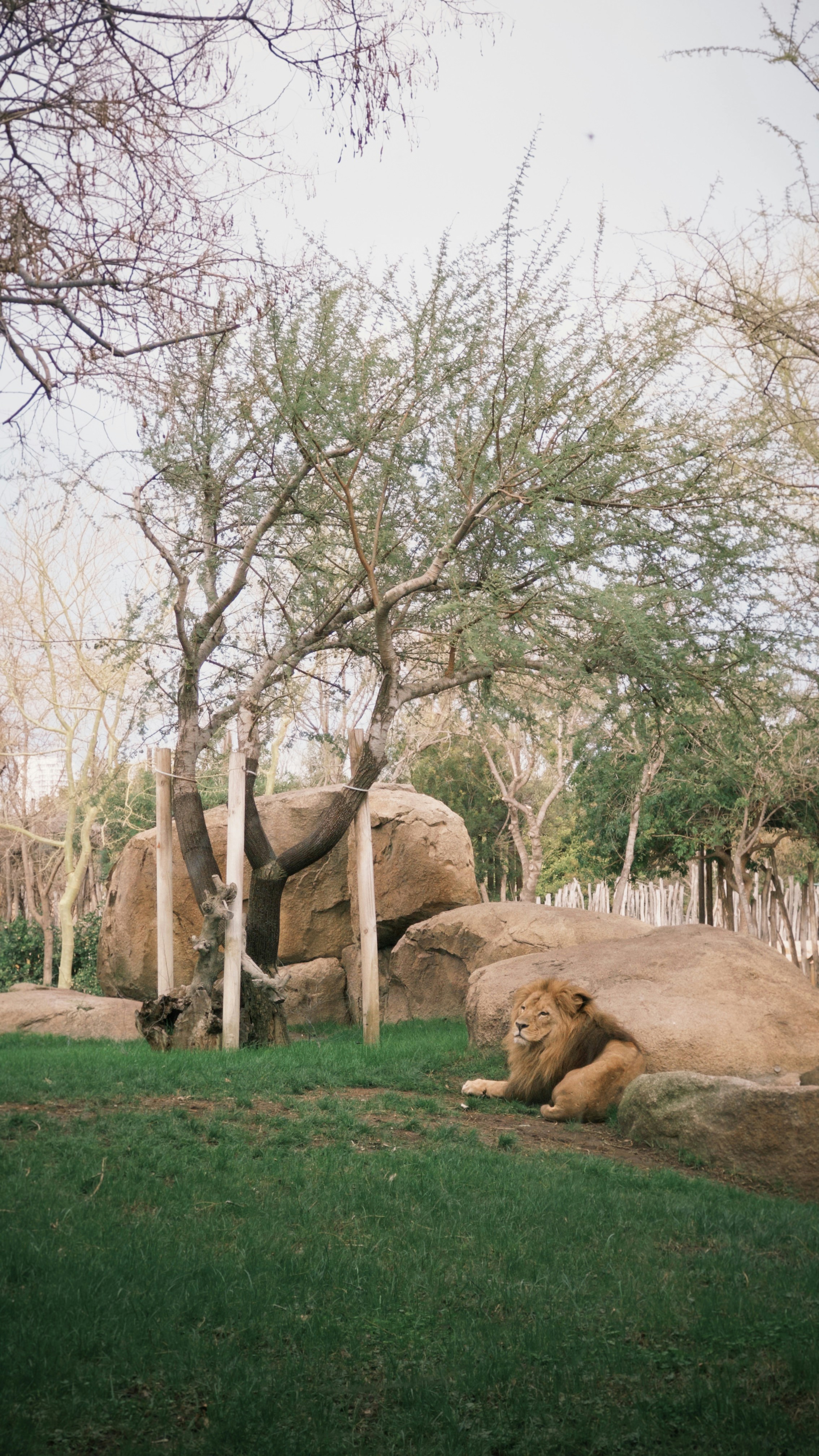 Lone Male Lion Resting Among Rocks in Twilight Garden