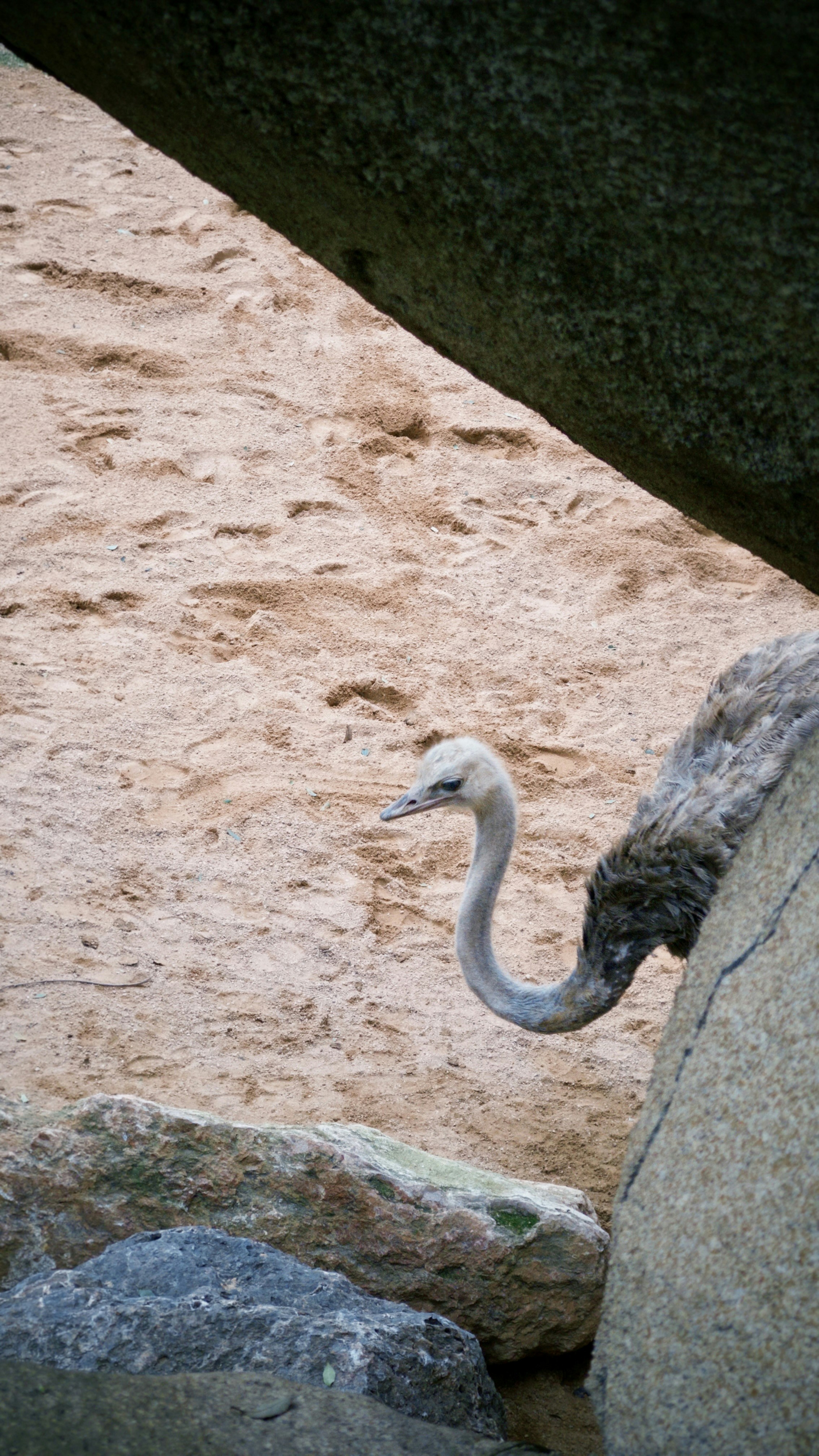 Curved neck of a lone flamingo among rocks