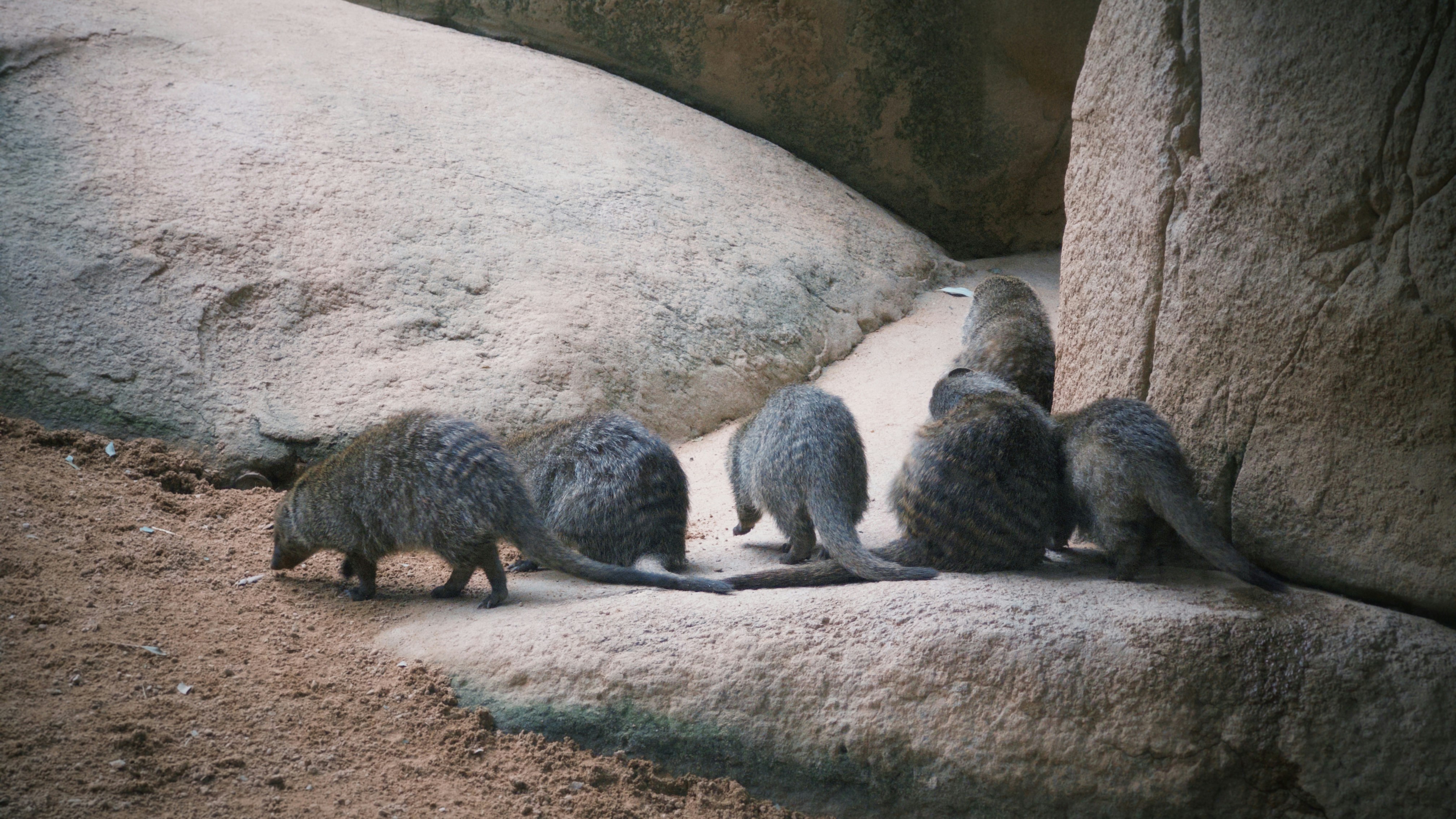 Quintet of Foraging Otters on Warm Granite