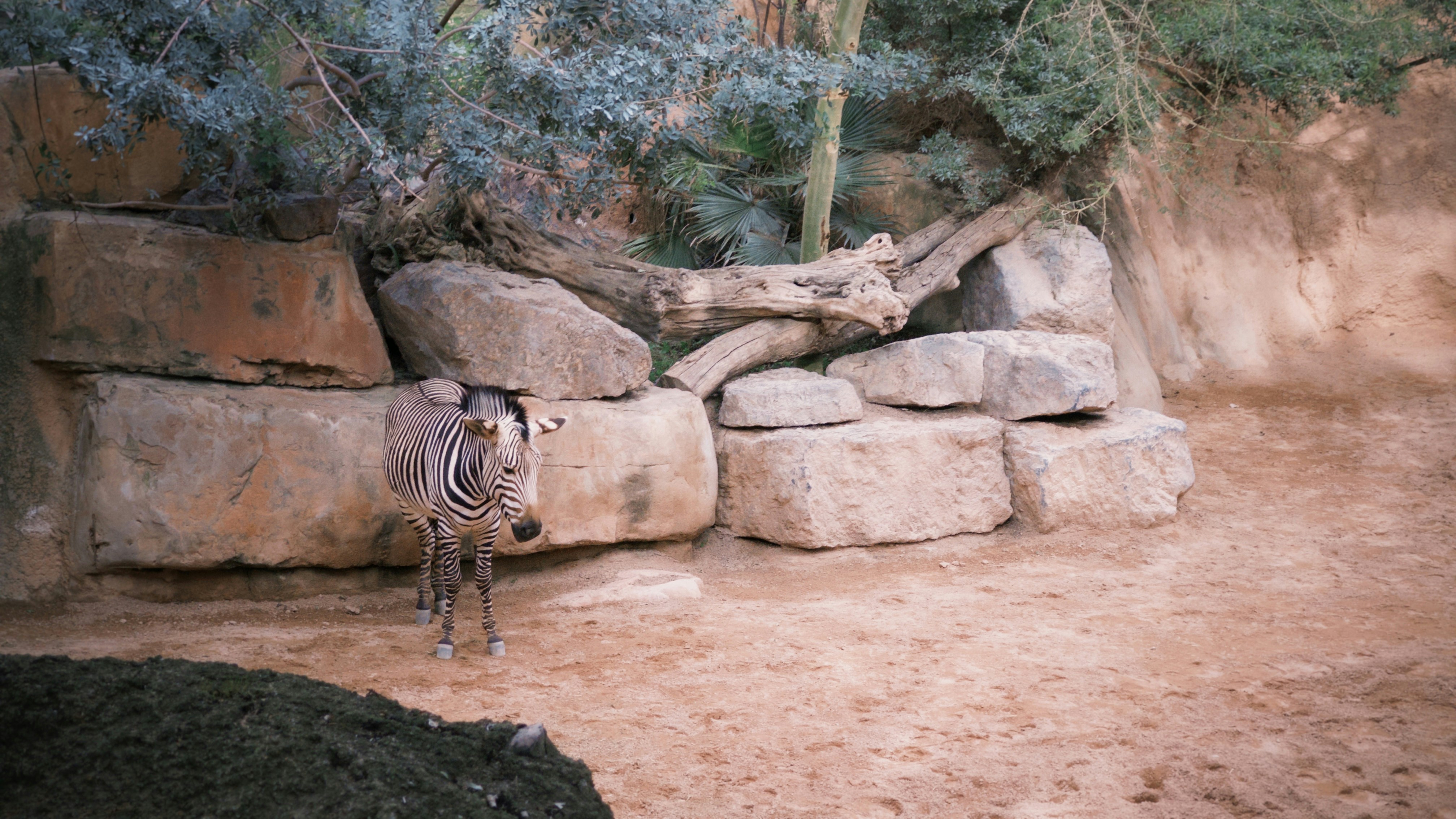 Zebra by the Stone Wall: A Quiet Moment in the Enclosure