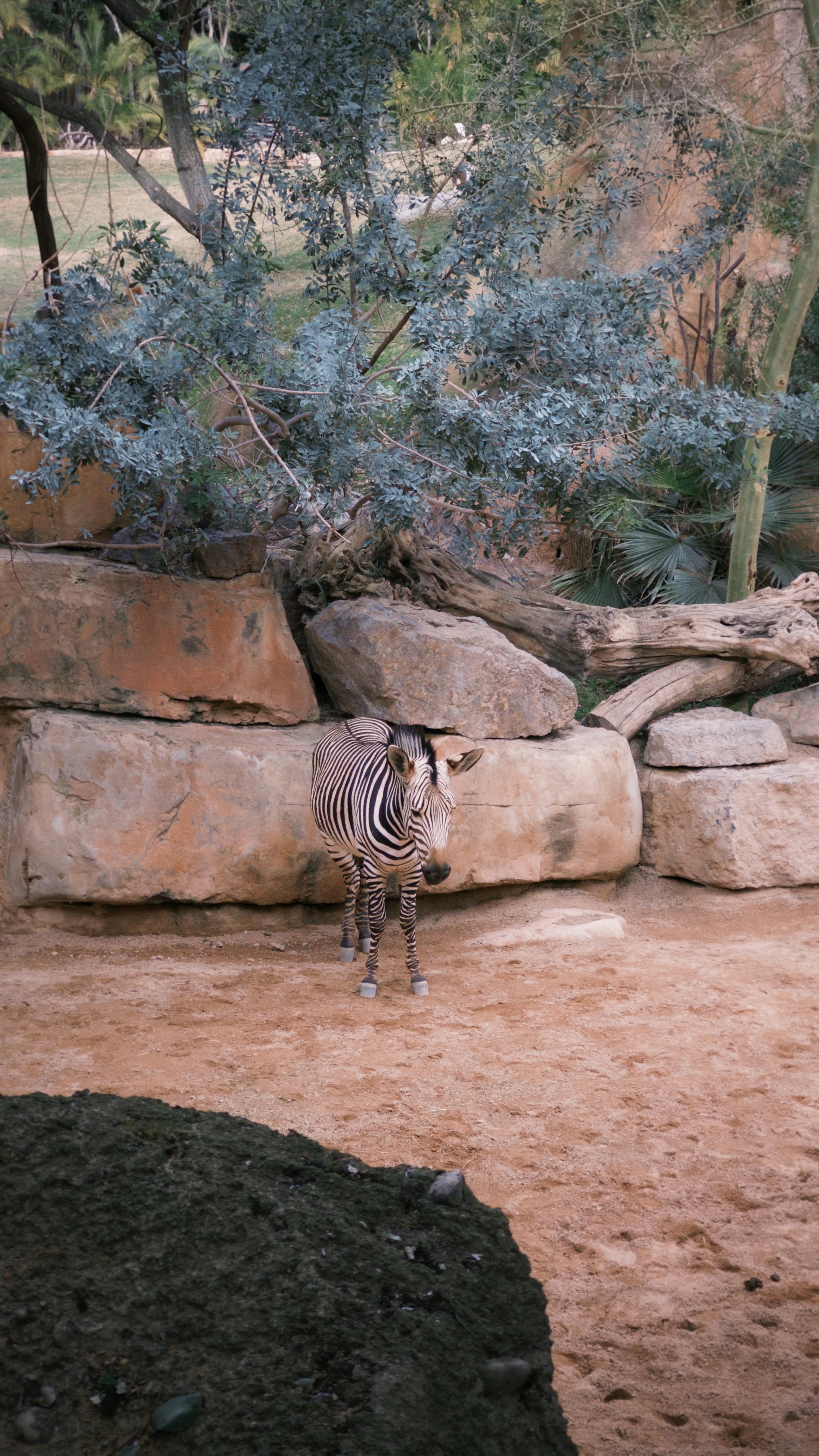 Zebra in the Rocky Enclosure under Dense Branches