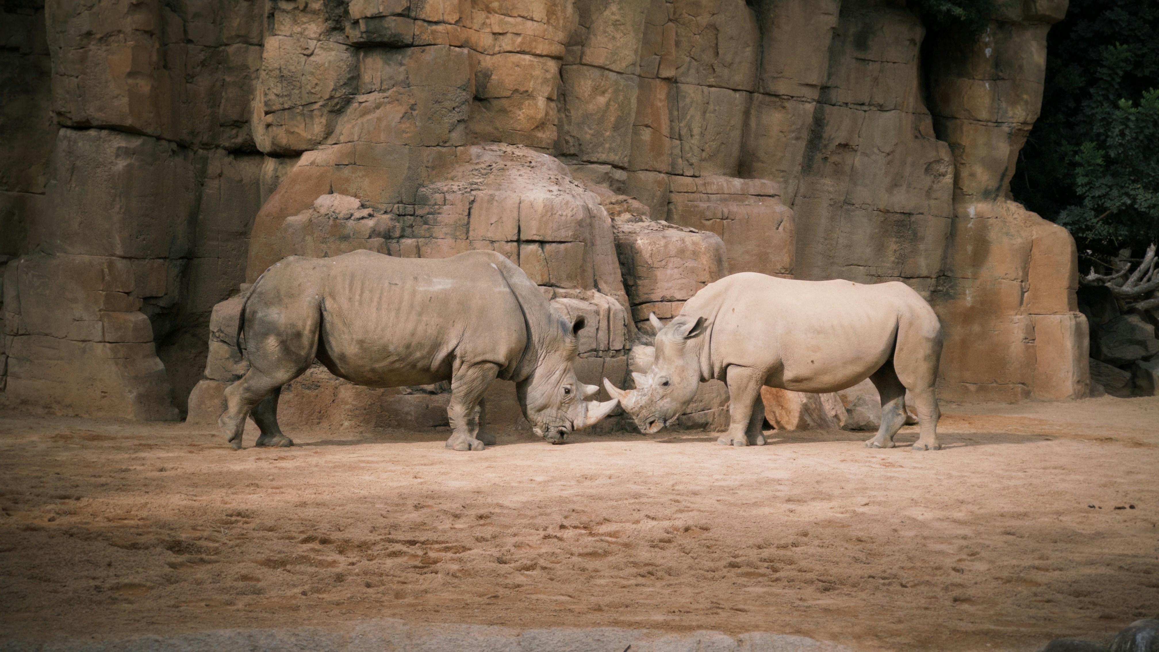 rhinoceros