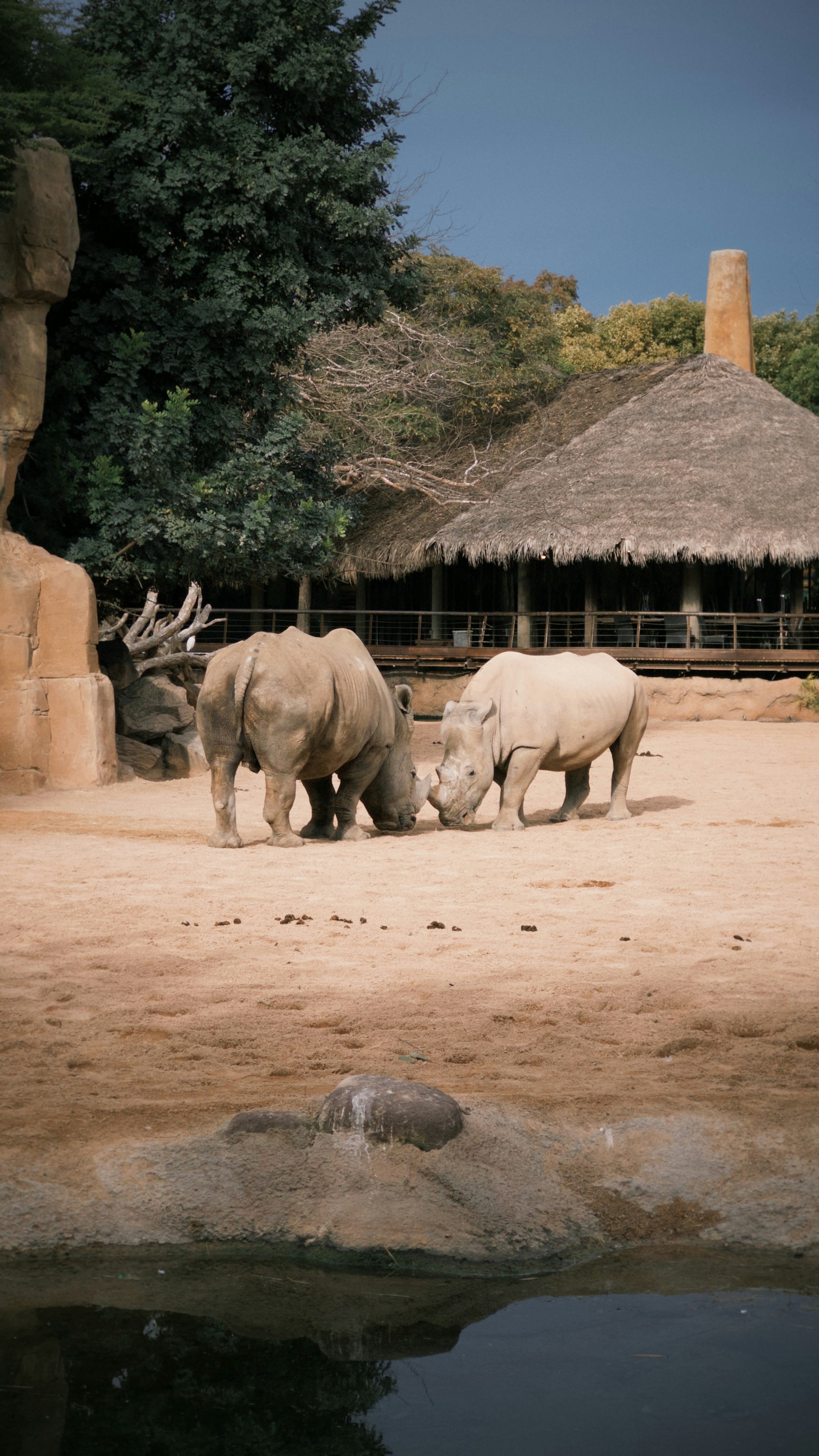 rhinoceros