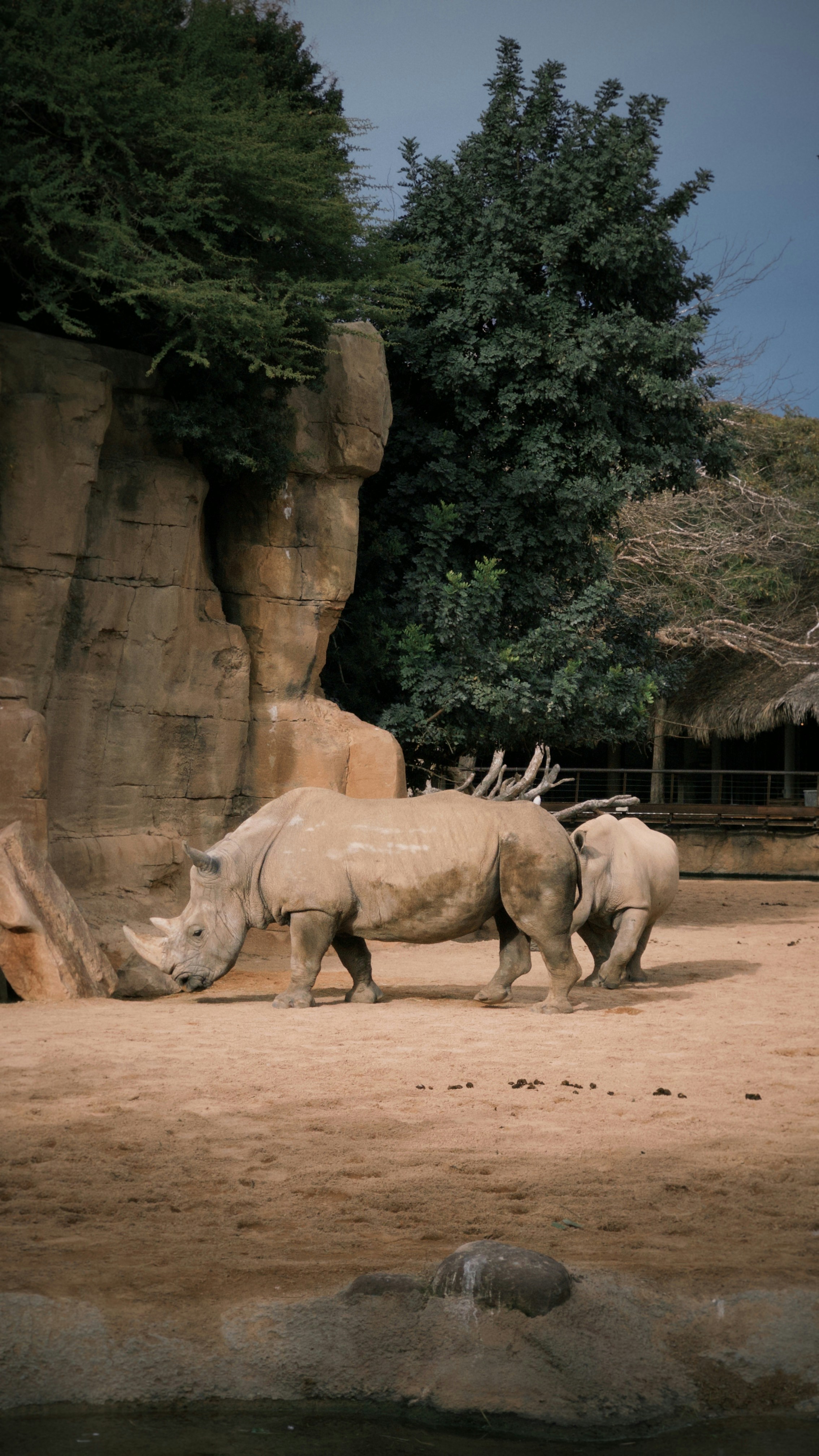 Rhino and Tributaries: Calm Parade at Dusk