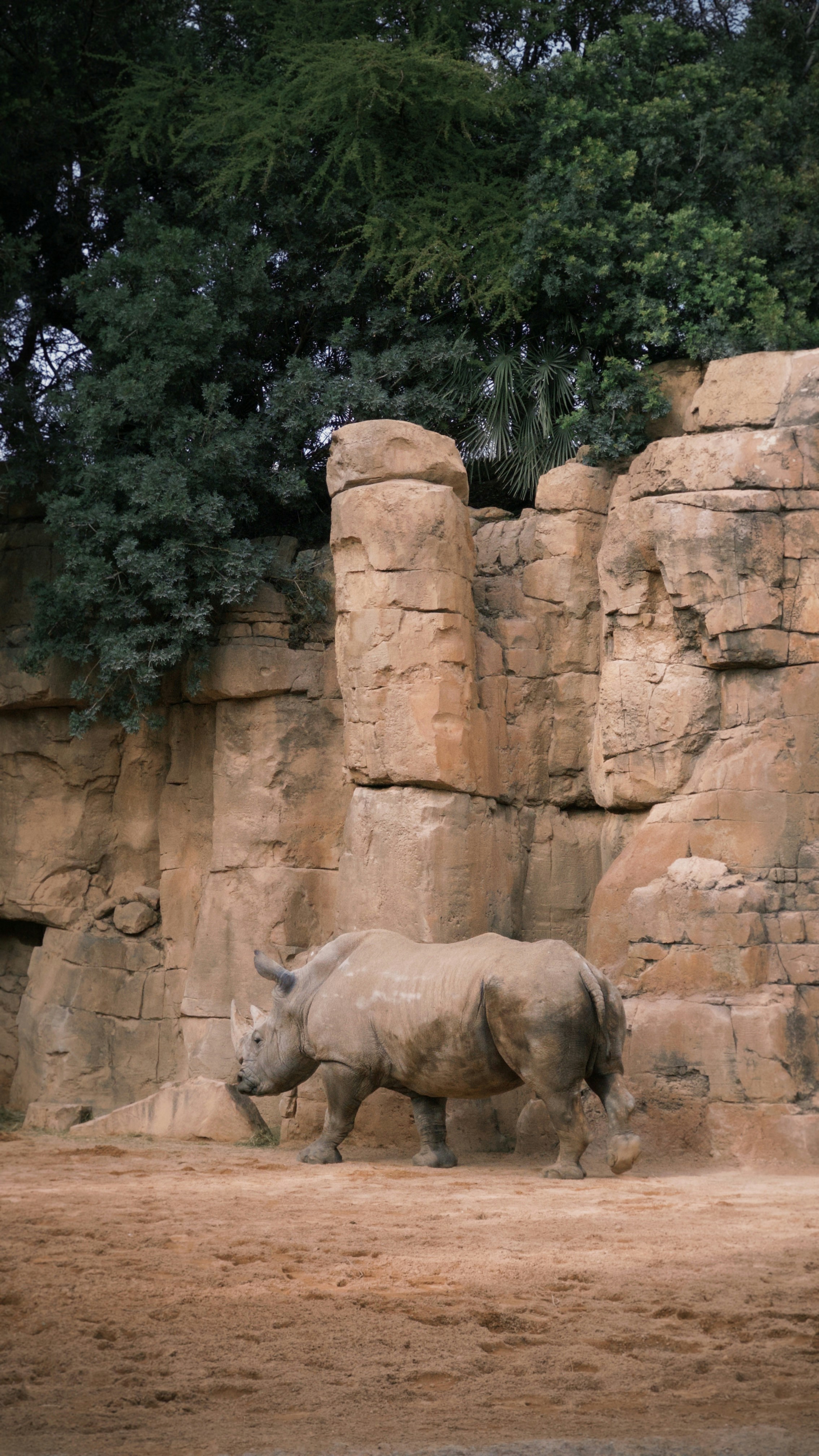 Rhino in a Canyon Wall Frame