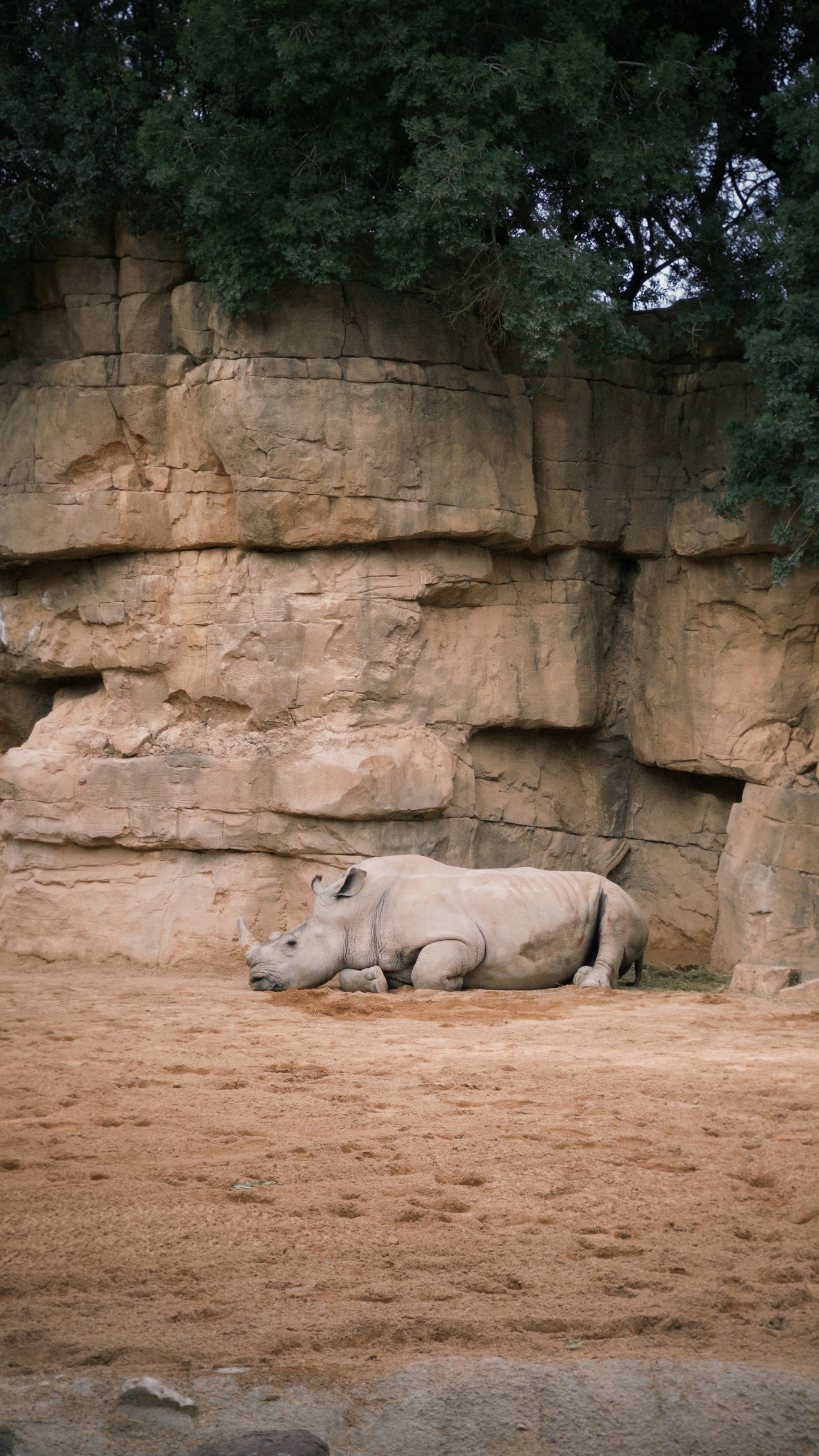 Sleeping rhino at the base of sandstone cliffs
