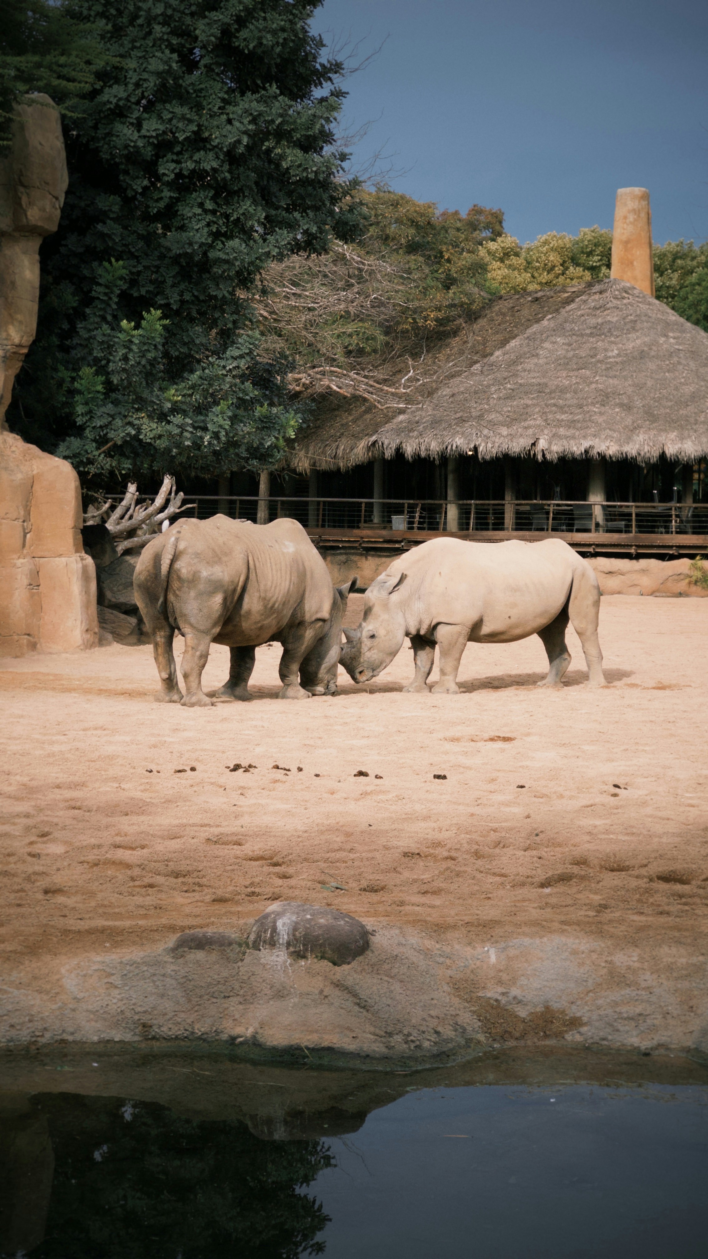 Twin Rhinos at the Riverside Enclosure