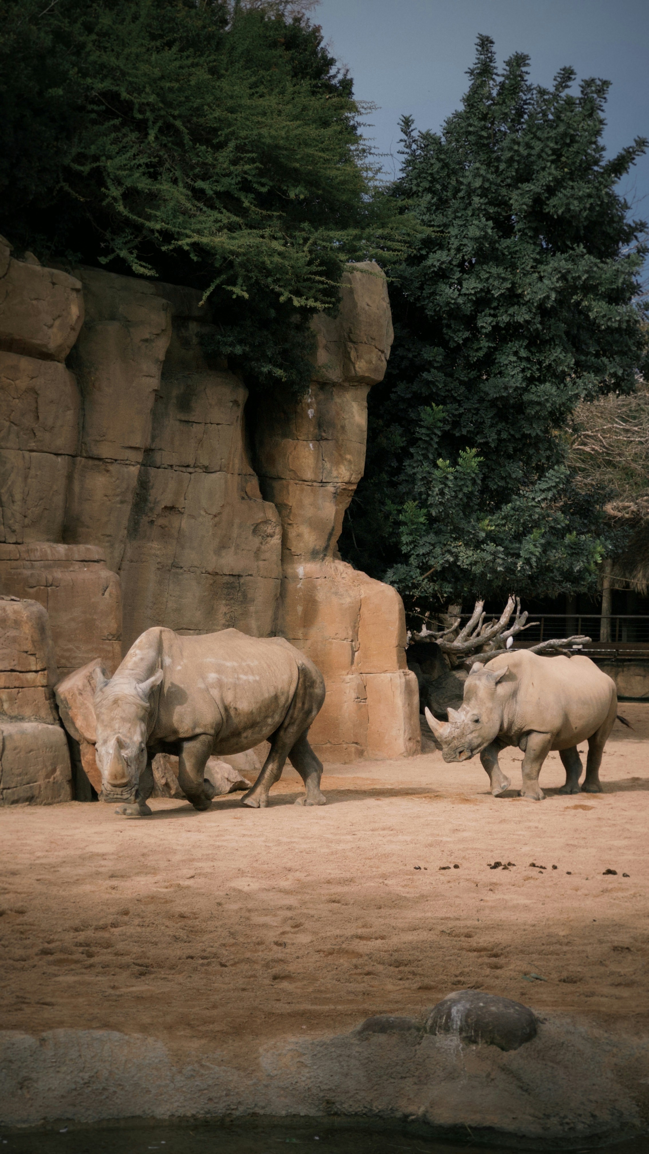 Rhinoceroses at the Rock-Kissed Riverside