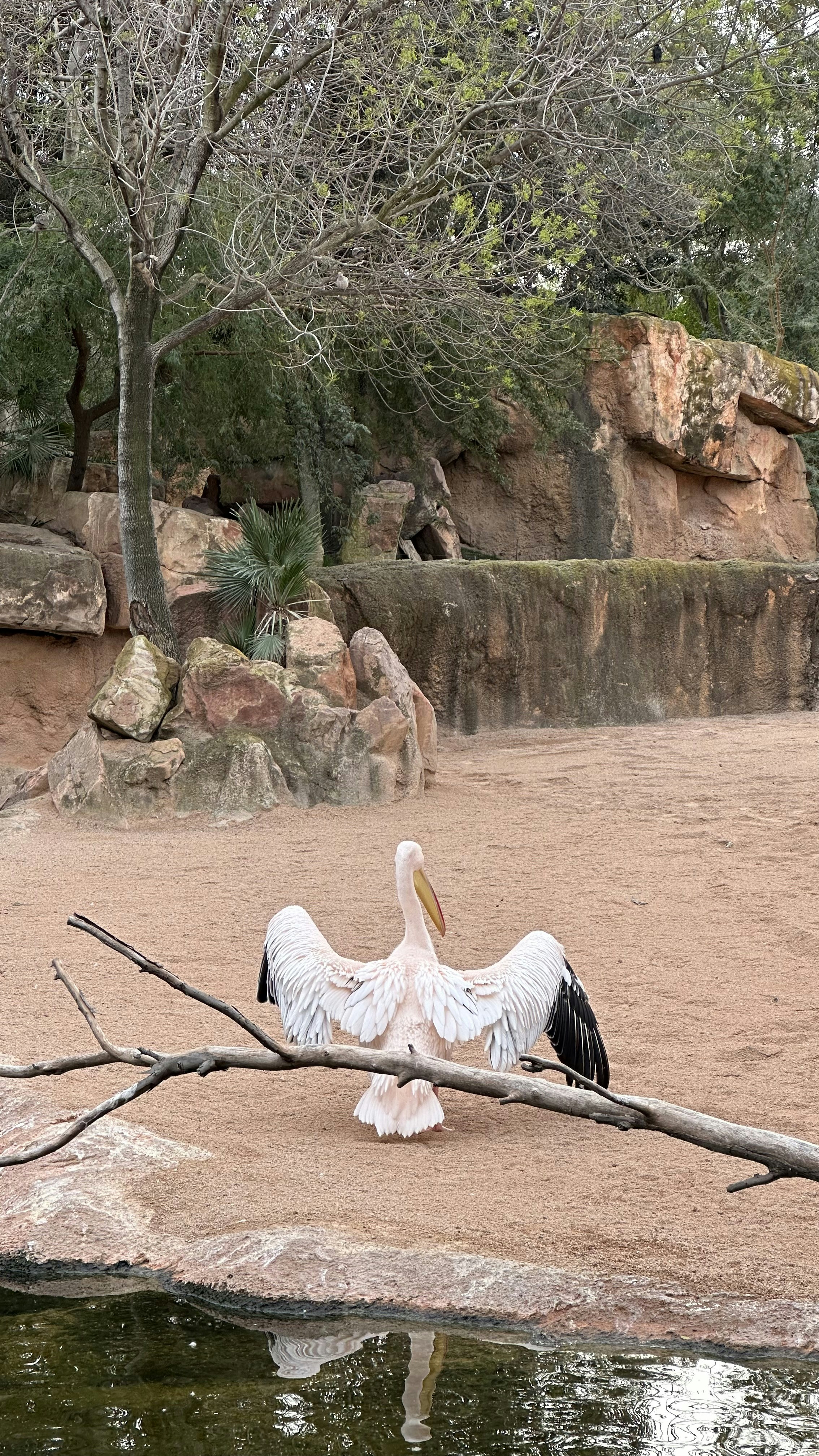 White Pelican with Outstretched Wings Over Sandy Bank