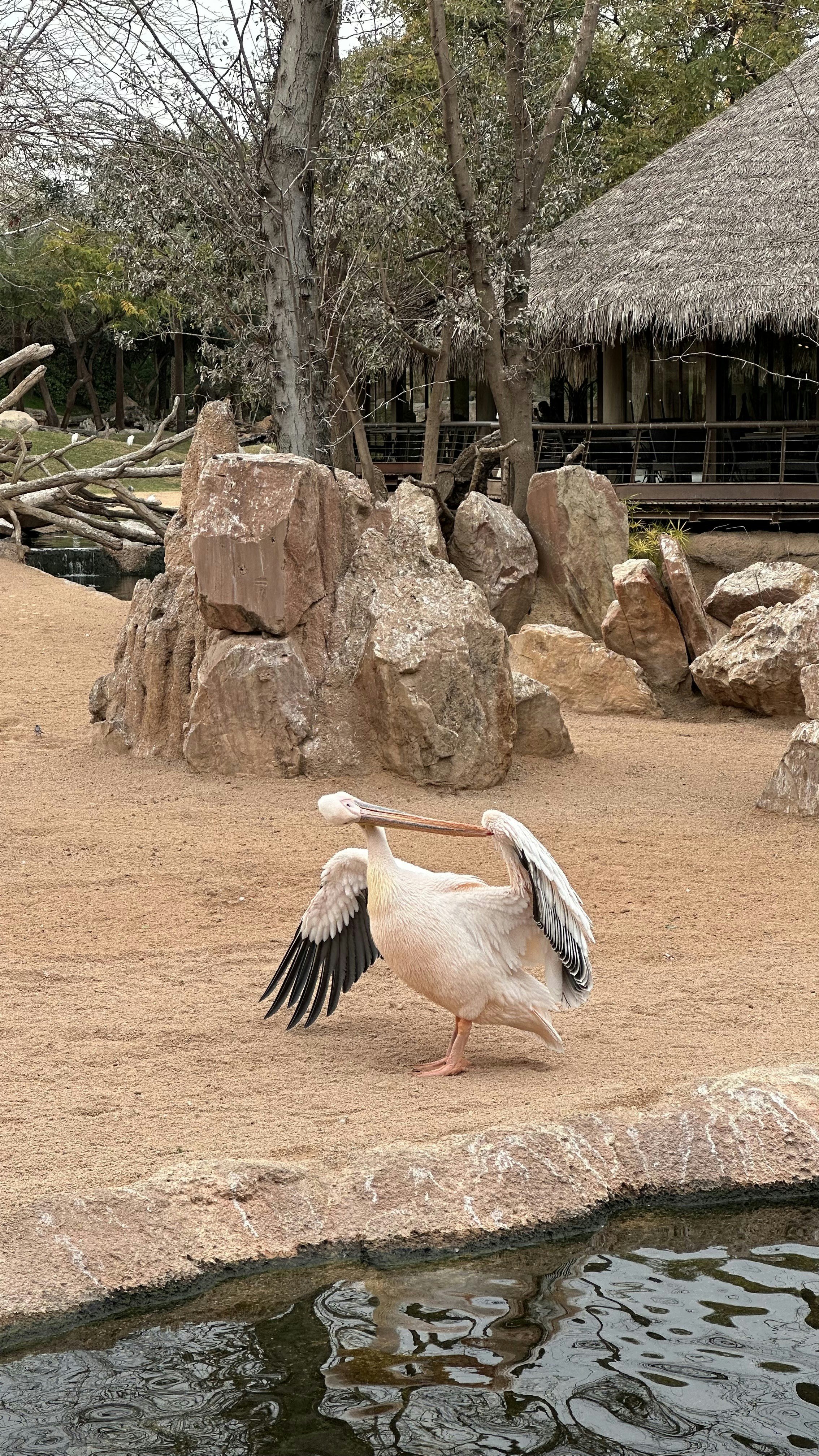 White Pelican at Rest Before a Riverside Hut