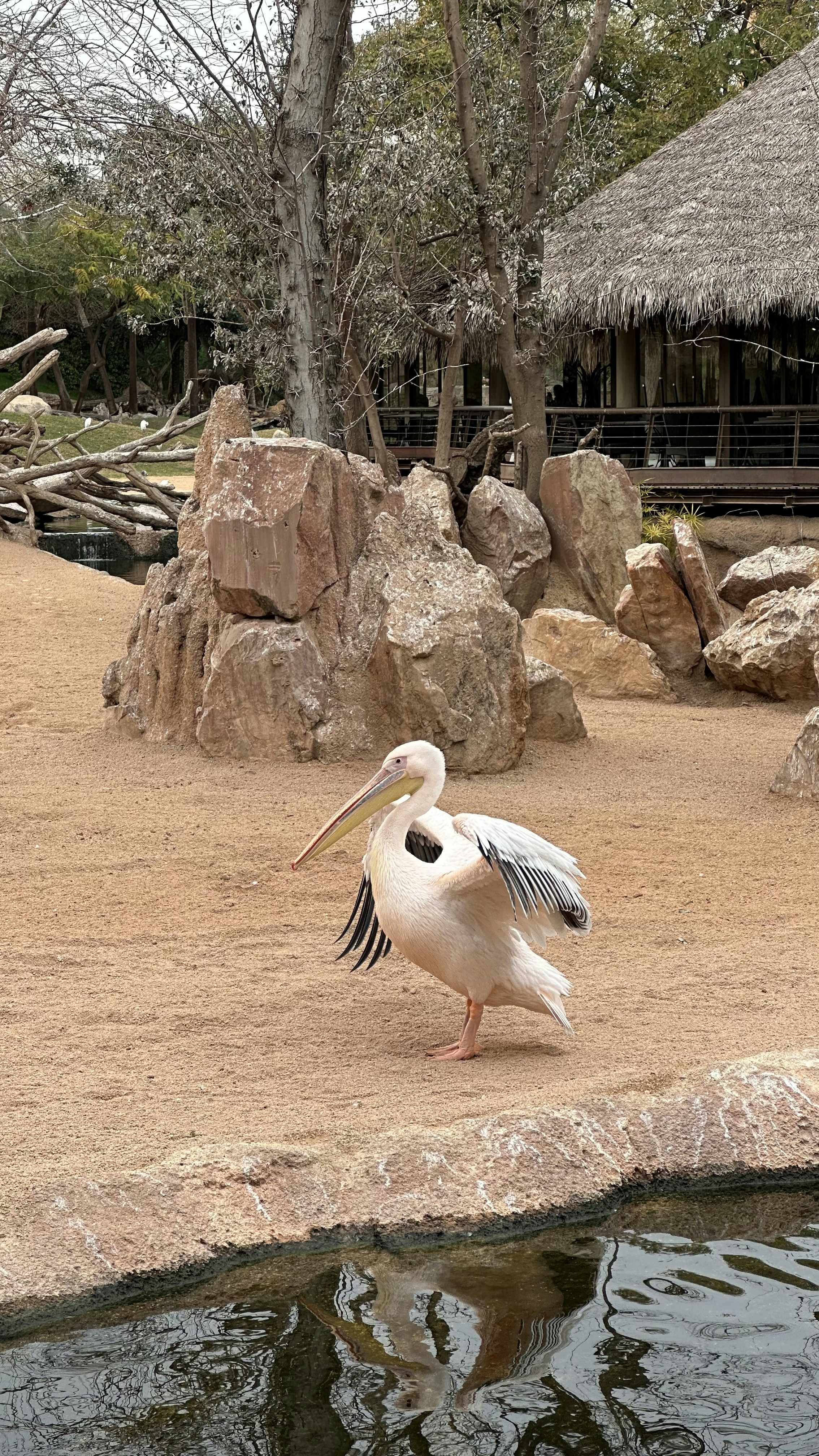 Pelican by the Water: A Quiet Moment at the Park