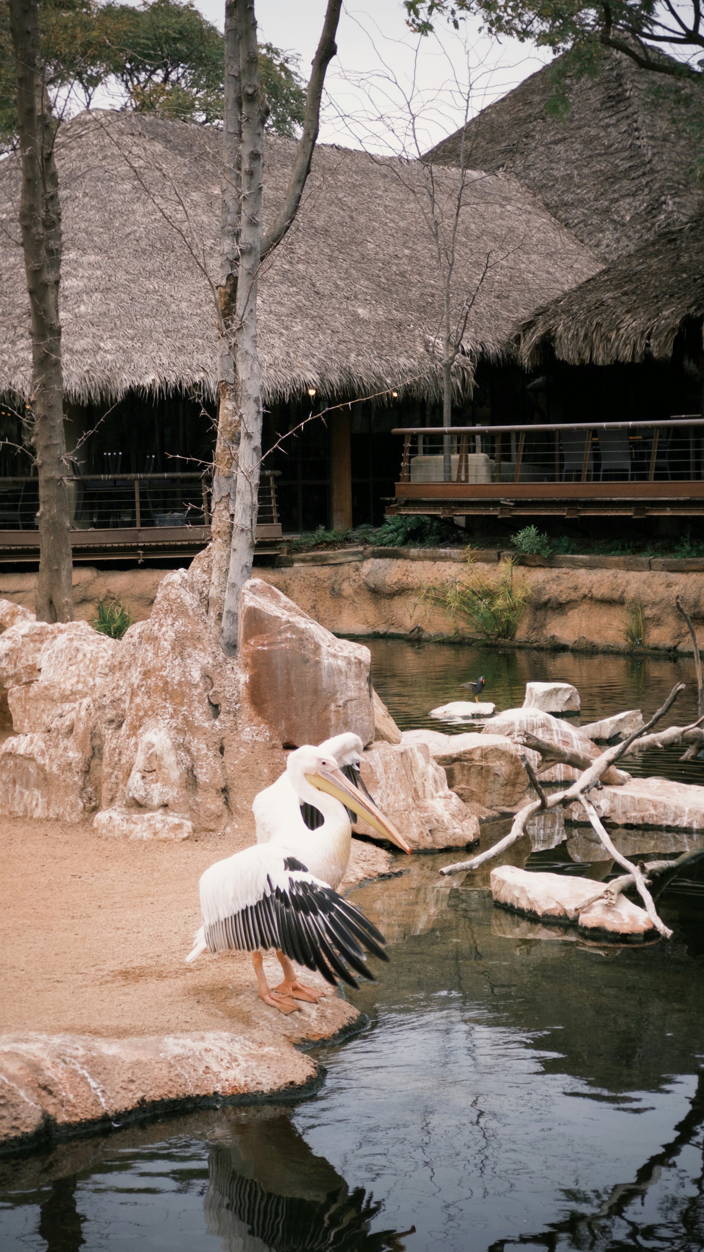 White Pelican by the Quiet Water at a Thatched Lodge