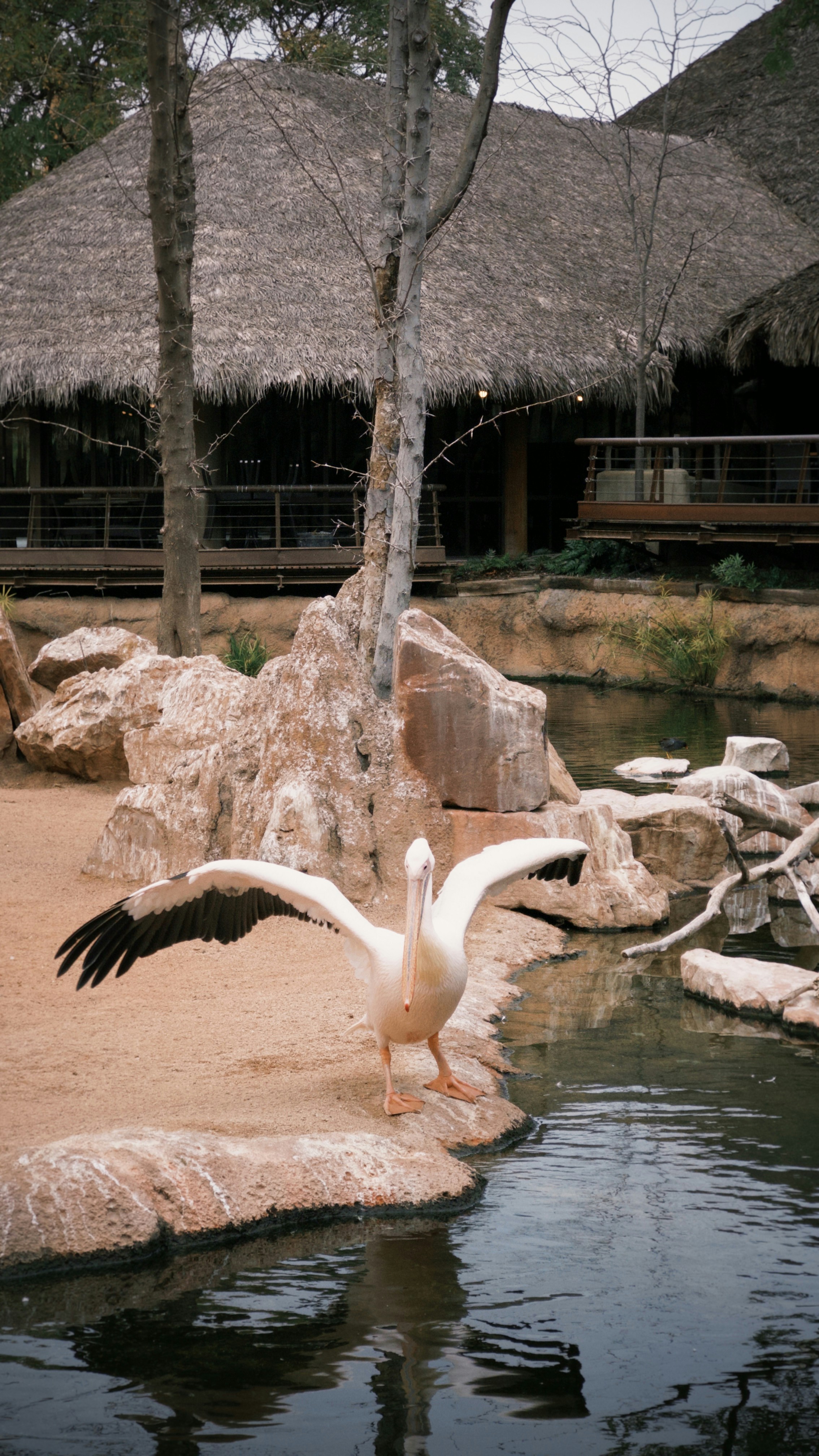 Large white pelican spreading wings beside a calm pond.