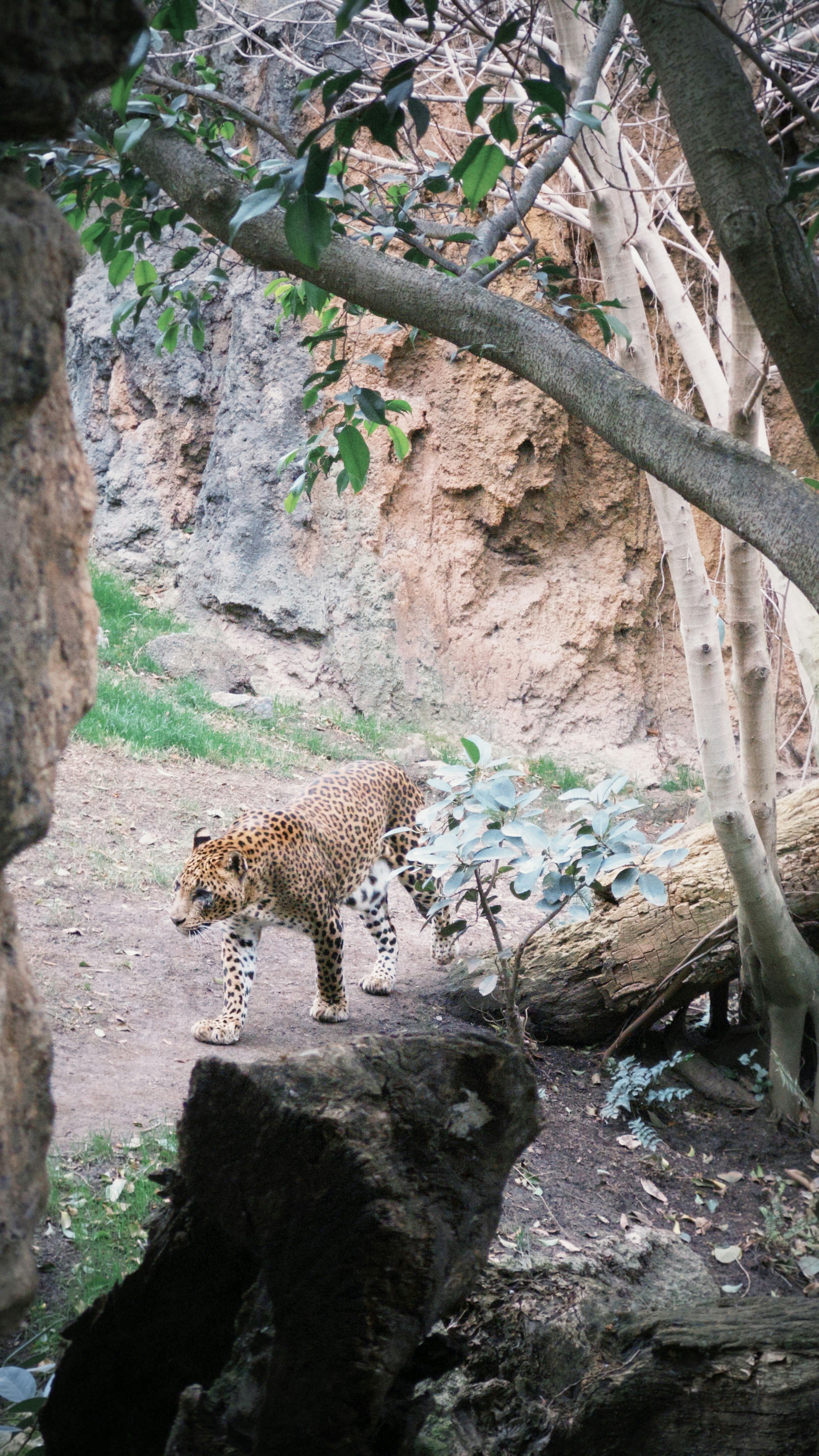 Emerald Habitat Stalker: Leopard Pauses Amid Branches