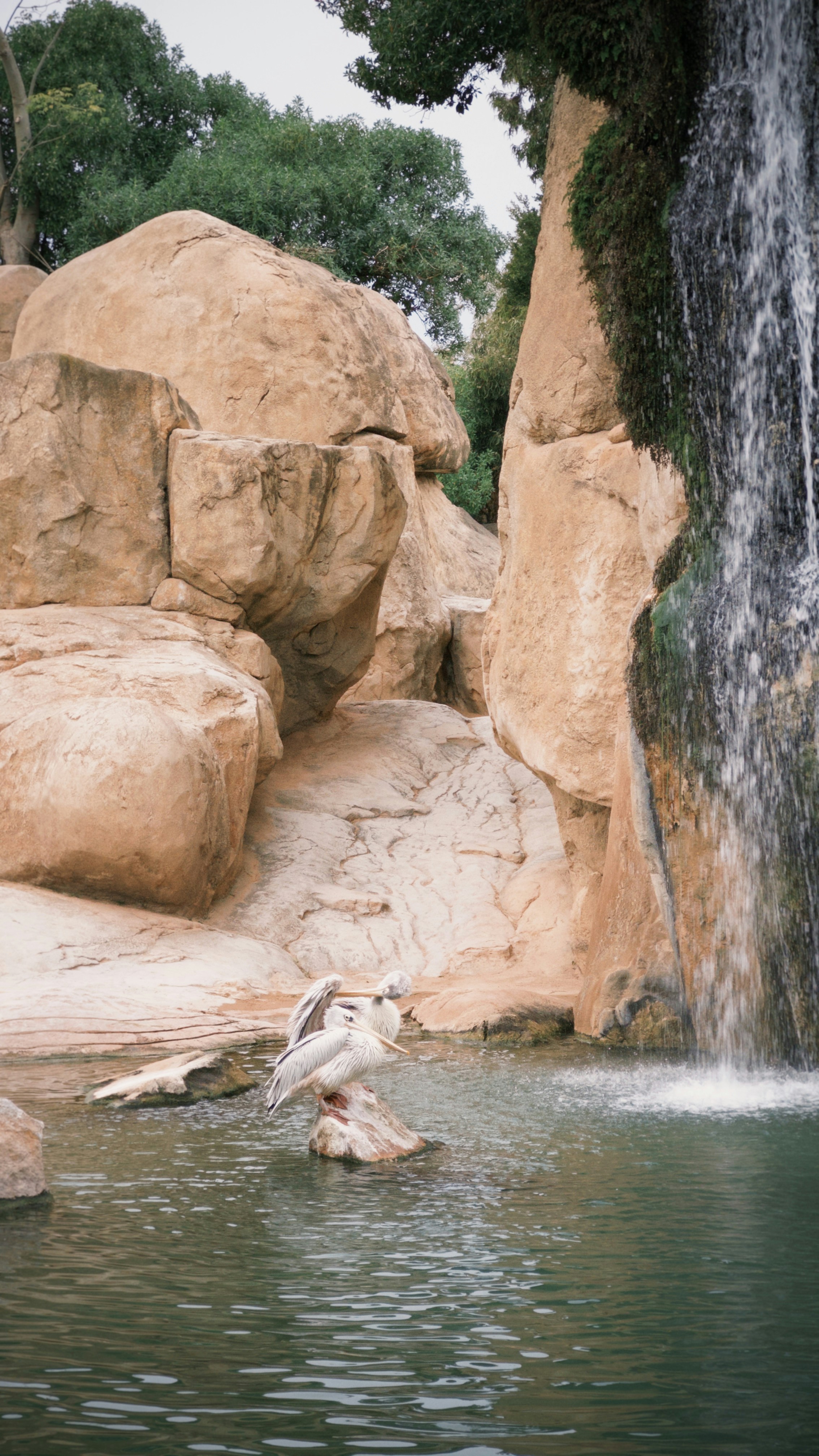 Stone Steps and Waterfall: A Quiet Oasis with a Feathery Visitor