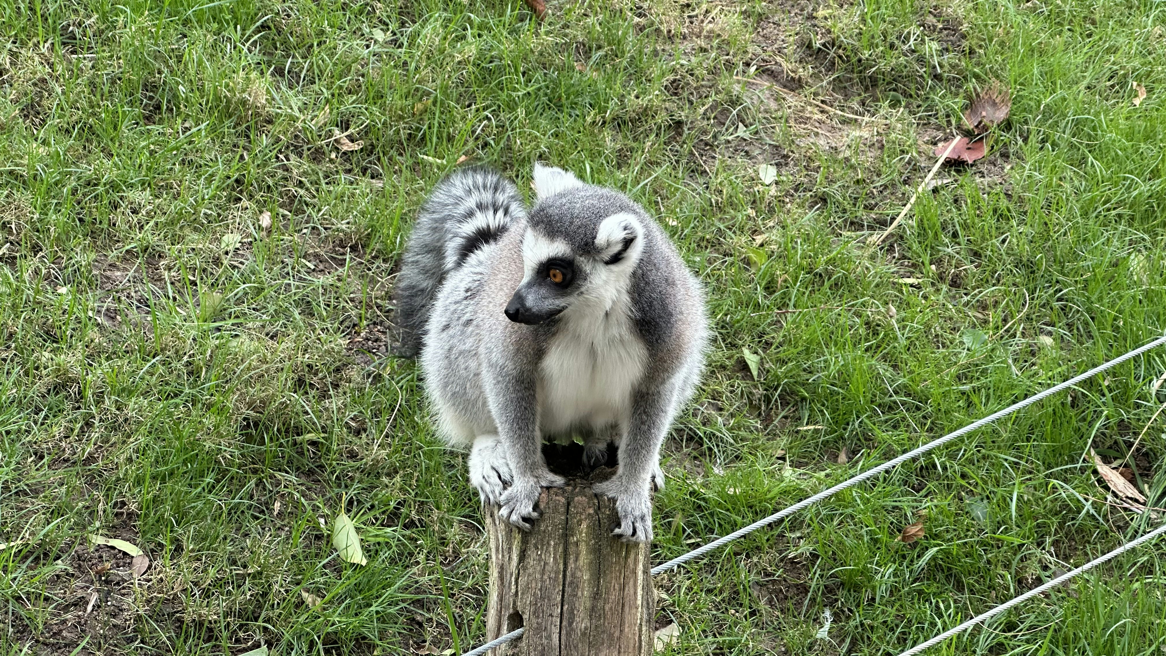 A ring-tailed lemur balancing on a wooden post in a grassy enclosure at Bioparc Valencia in Spain.