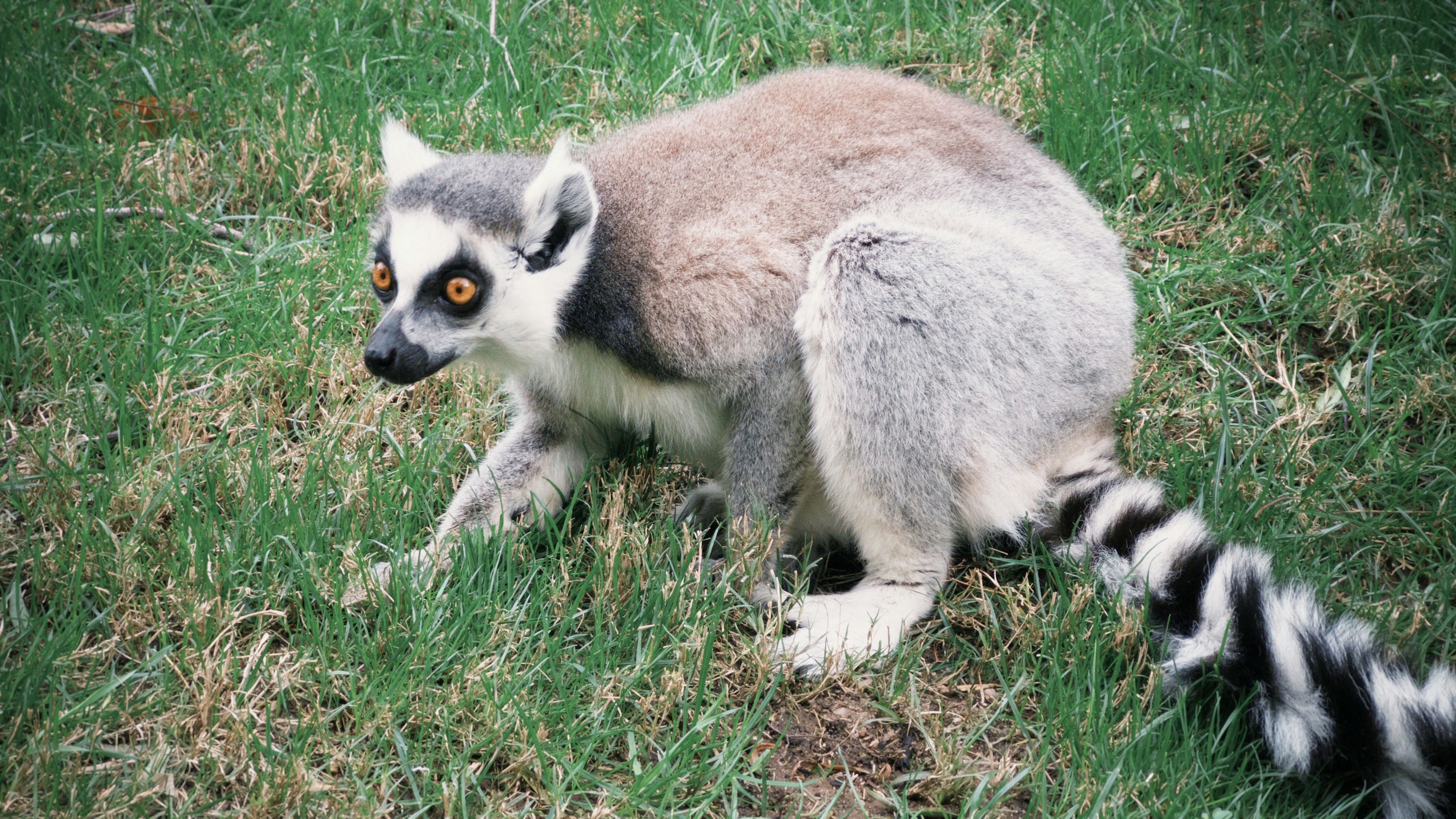 Curious Ring-Tailed Lemur Pauses in Sunlit Grass