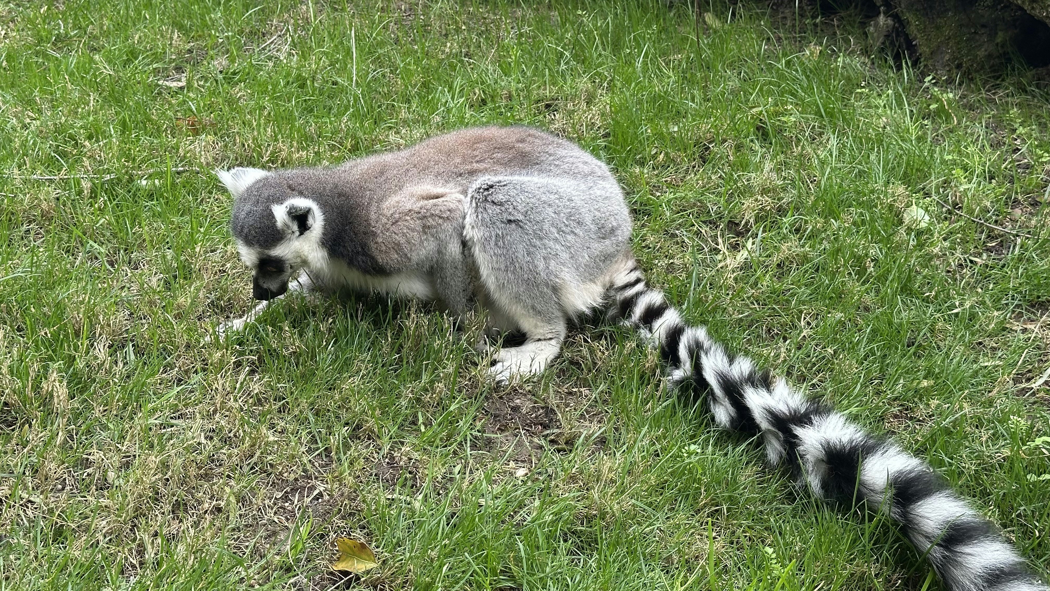 Lemur on a grassy trail, nose to the ground