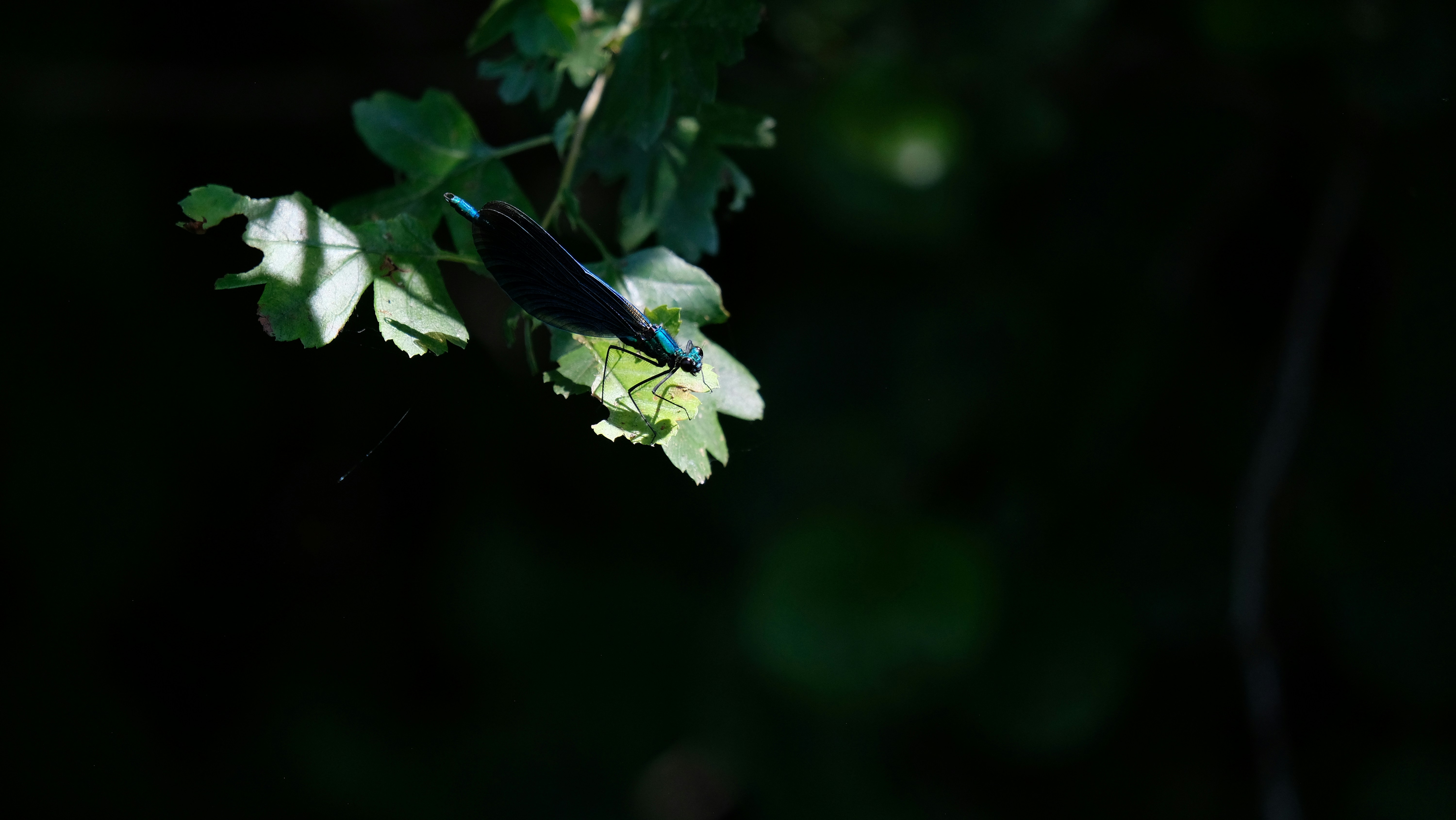 Shadowed Dragonfly on a Backlit Leaf
