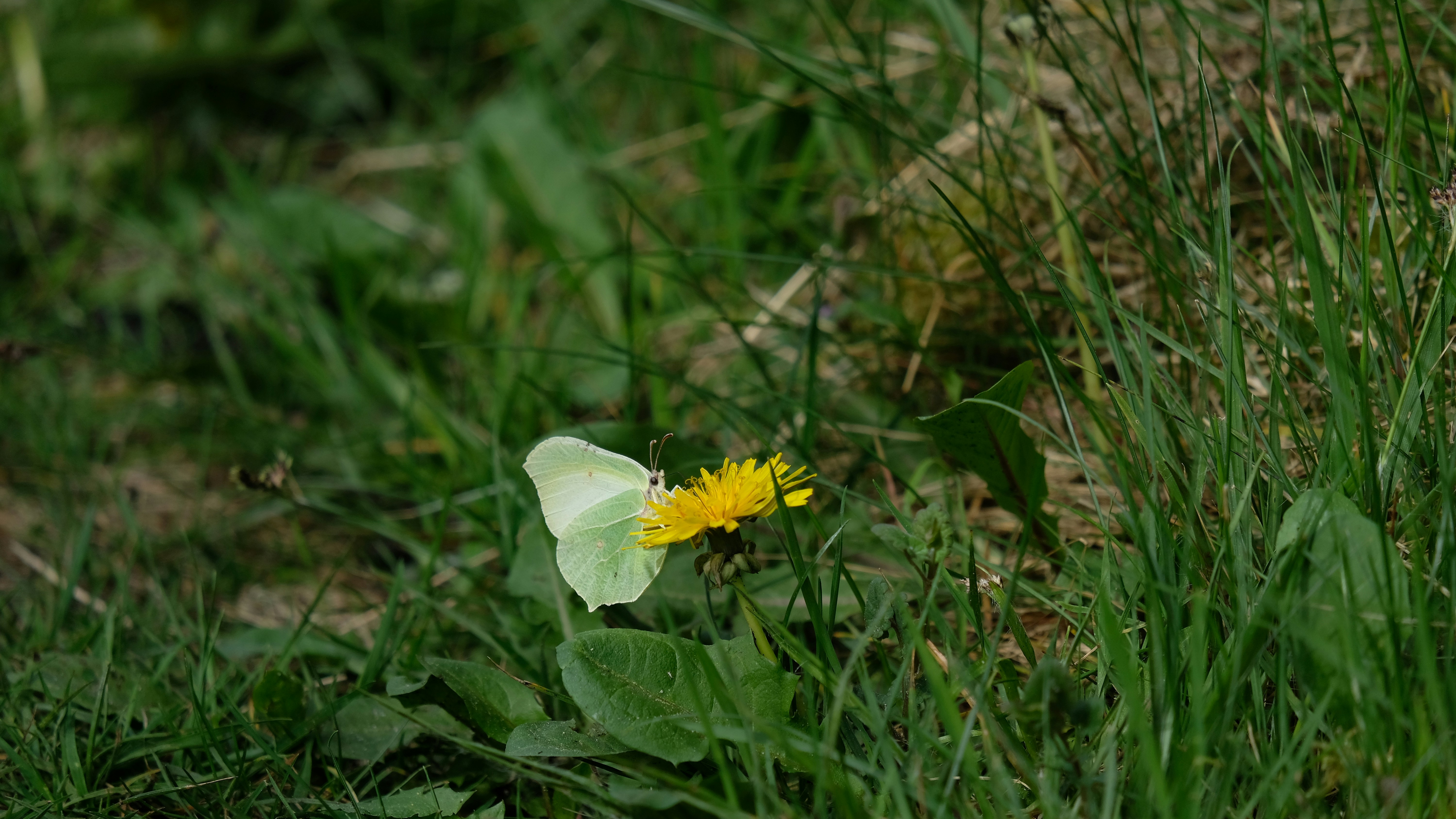 White butterfly at a dandelion beacon in a grassy verge