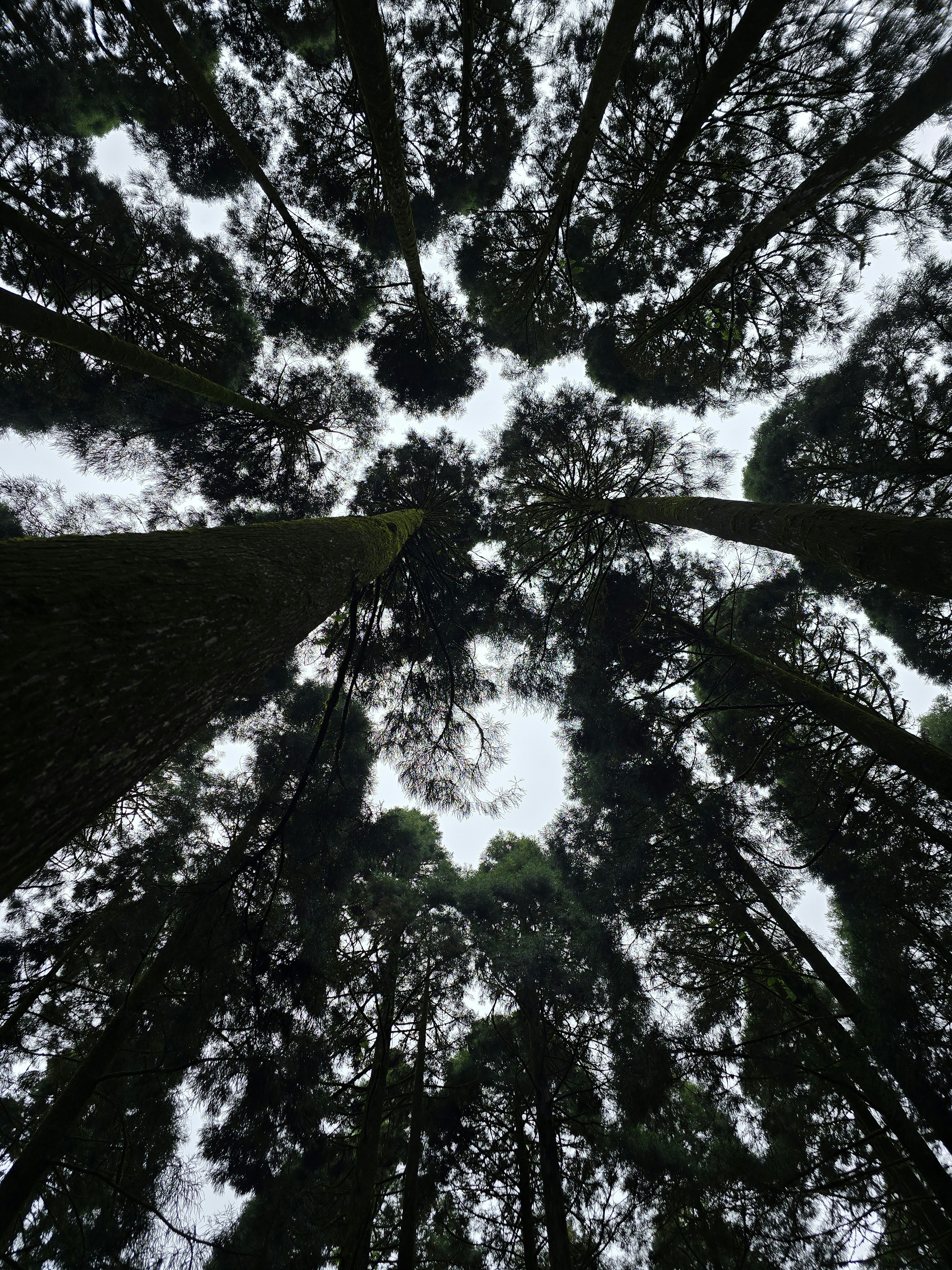 Skyward Cathedral: Trees Reaching Toward the Opening