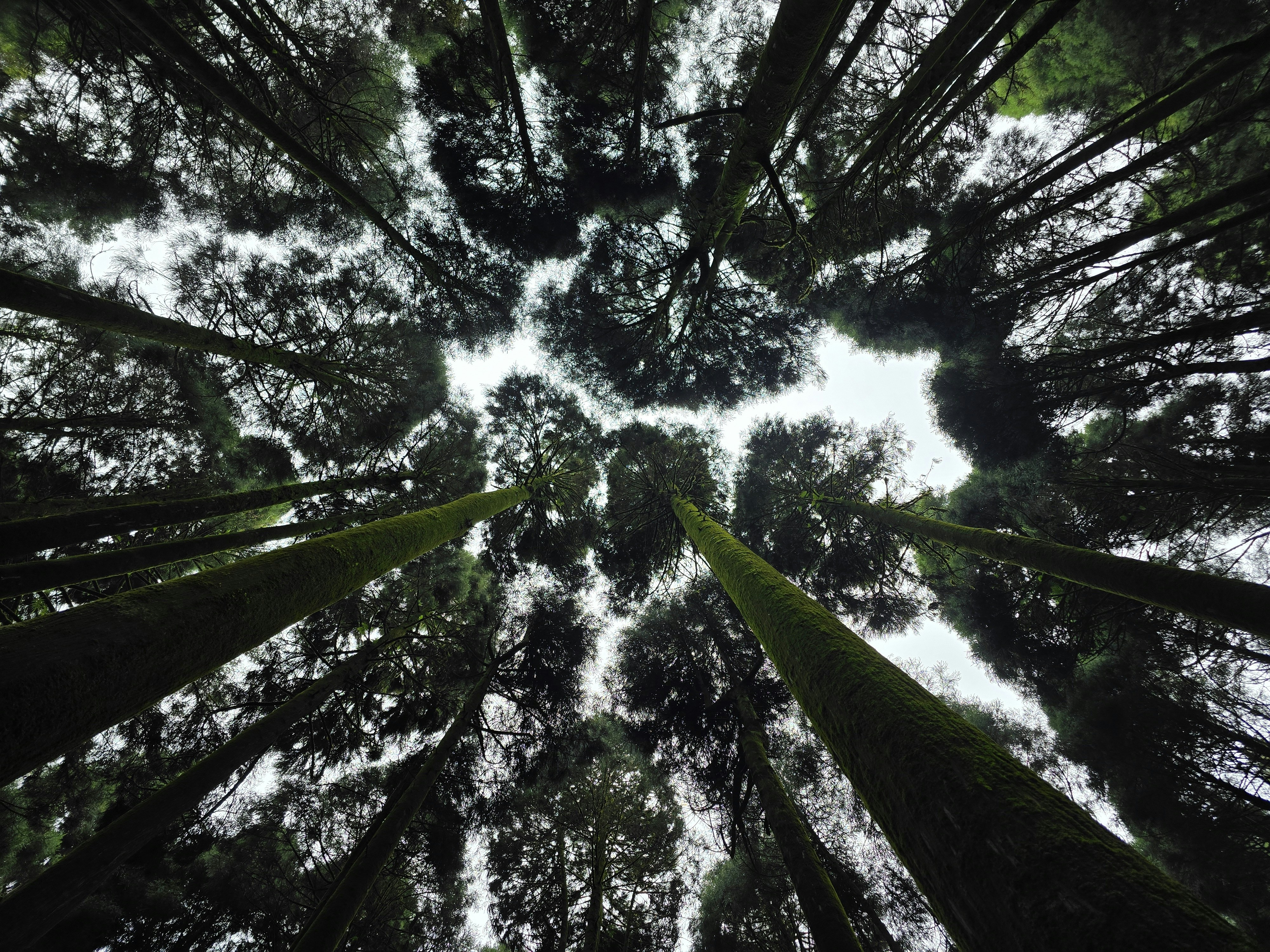 Looking straight up from the forest floor, giant evergreen trees stretch toward the sky in a beautiful display of crown shyness. The deep green foliage contrasts elegantly with the pale, bright sky, offering a peaceful, immersive view of nature’s grandeur.