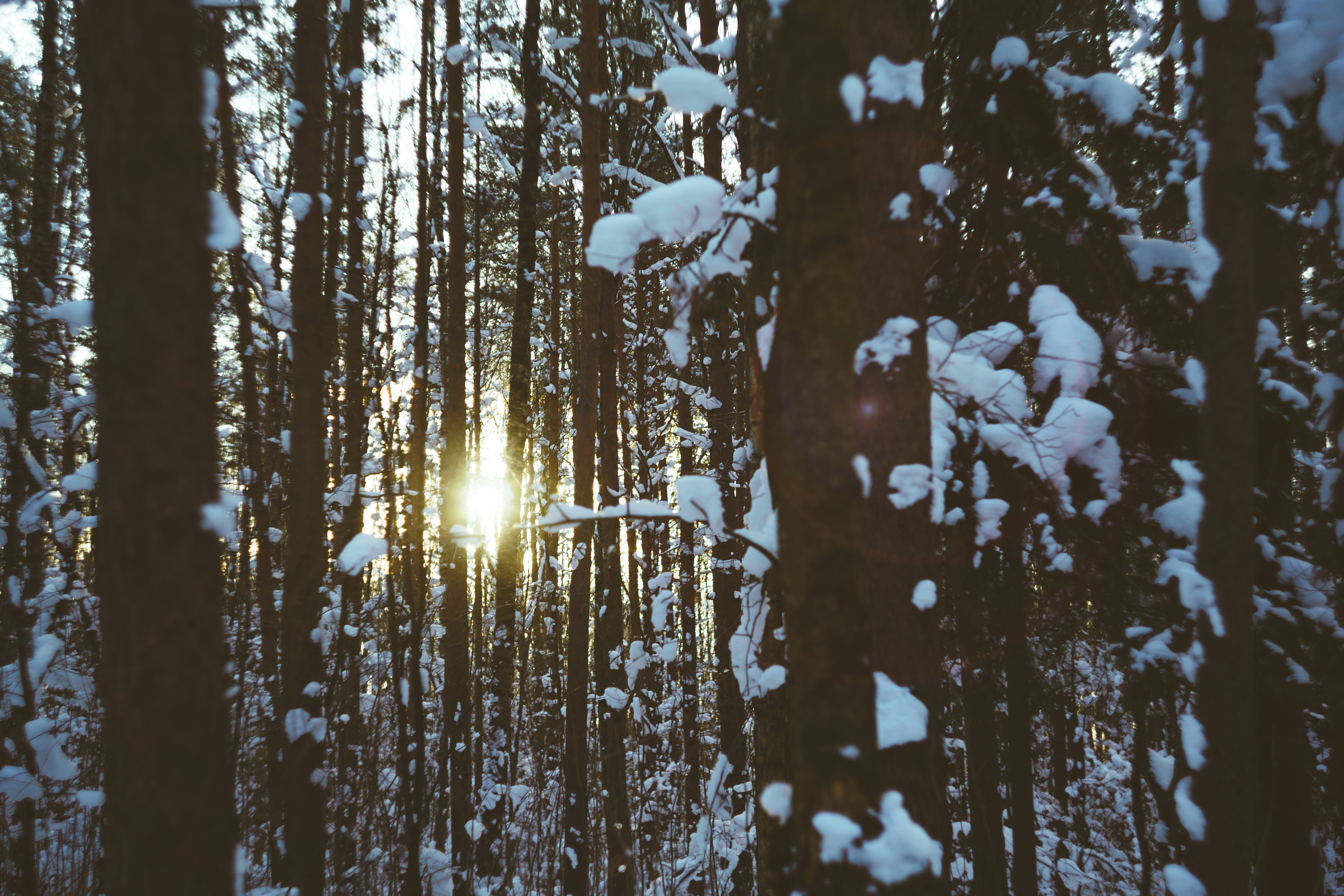 Sunlit Gap Through Snow-Cloaked Pines