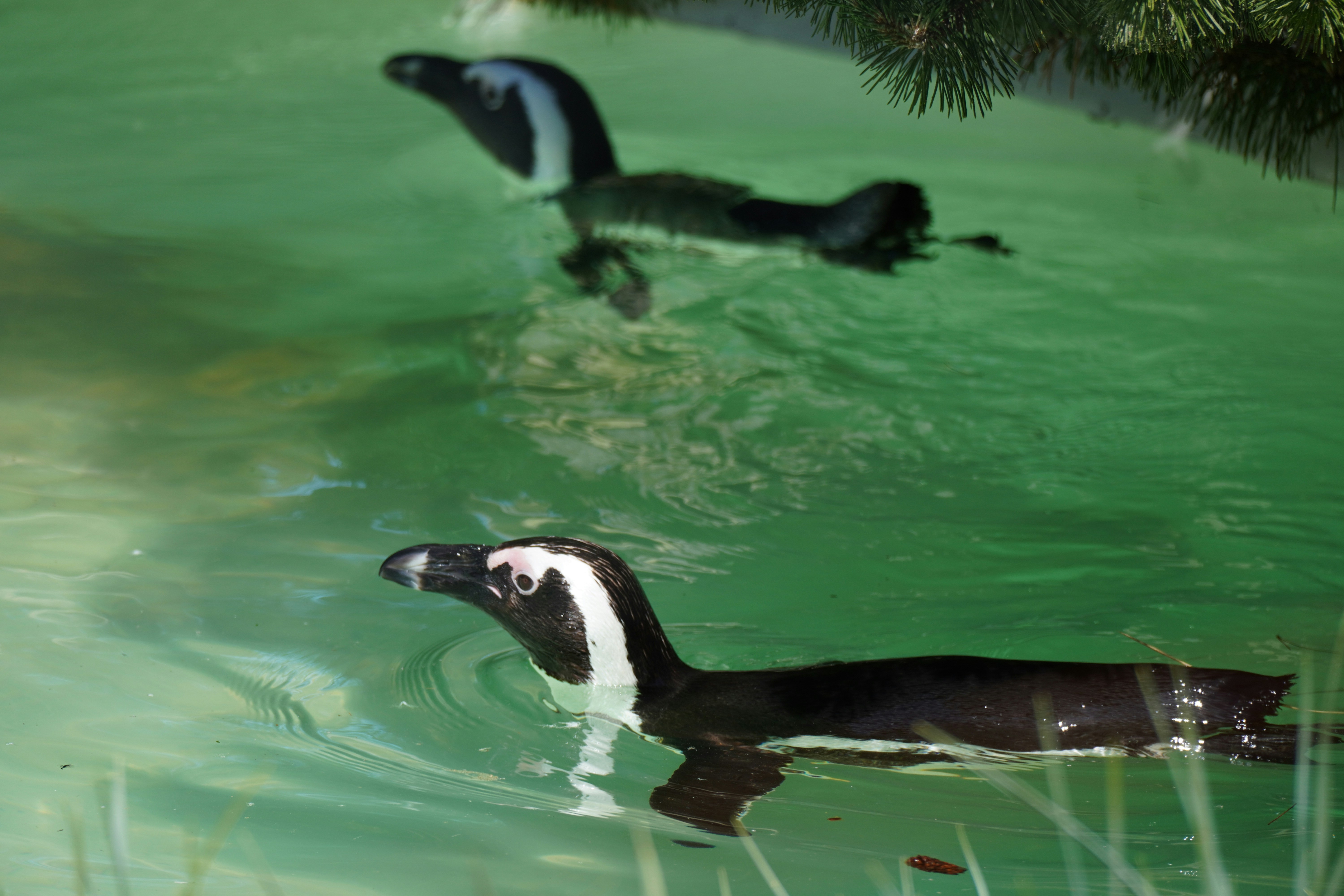 Floating Black and White Beacon: A Penguin Pair in Green-Tinted Water