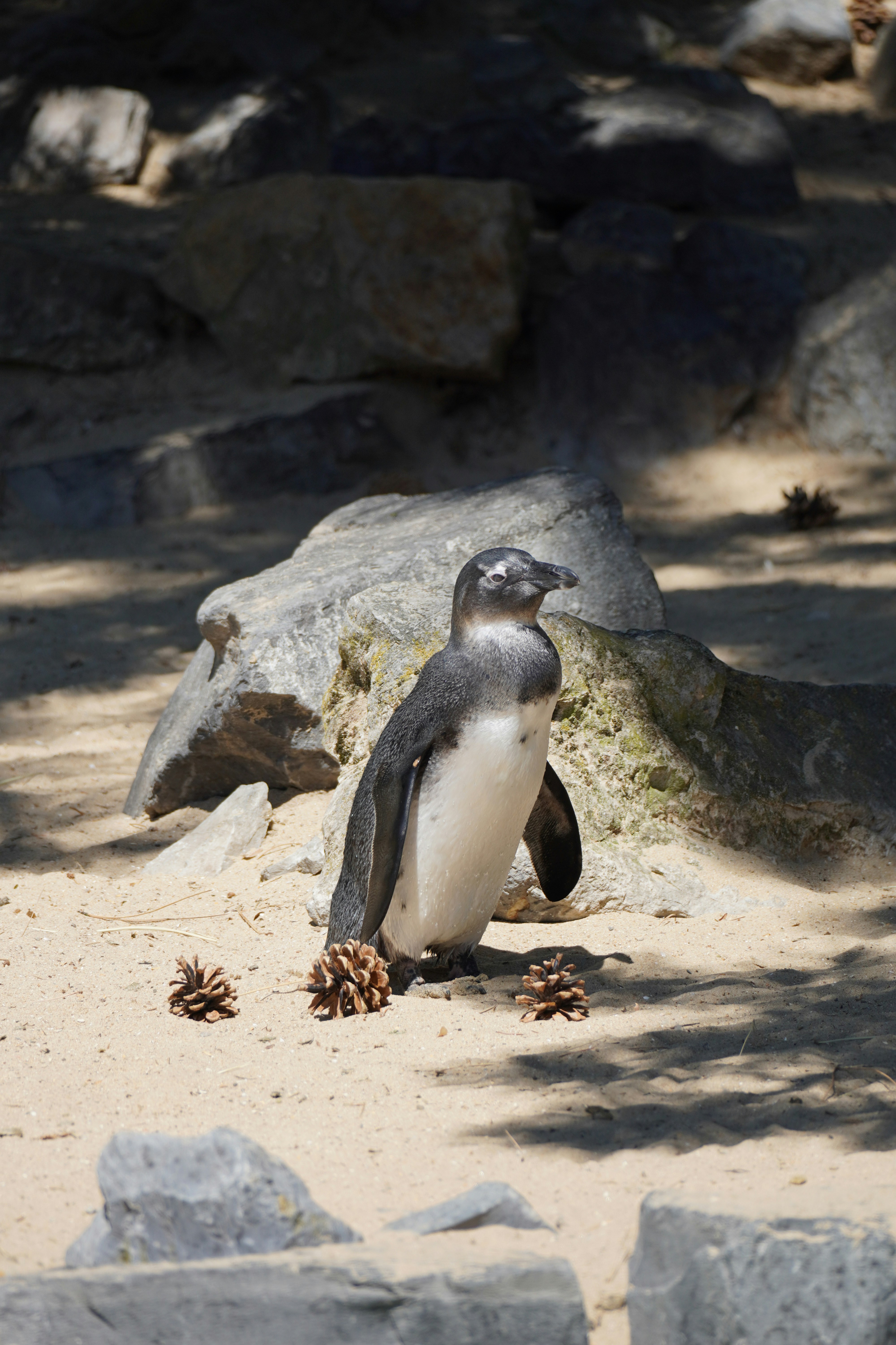 Curious Penguin Beneath the Shoreline Shadows