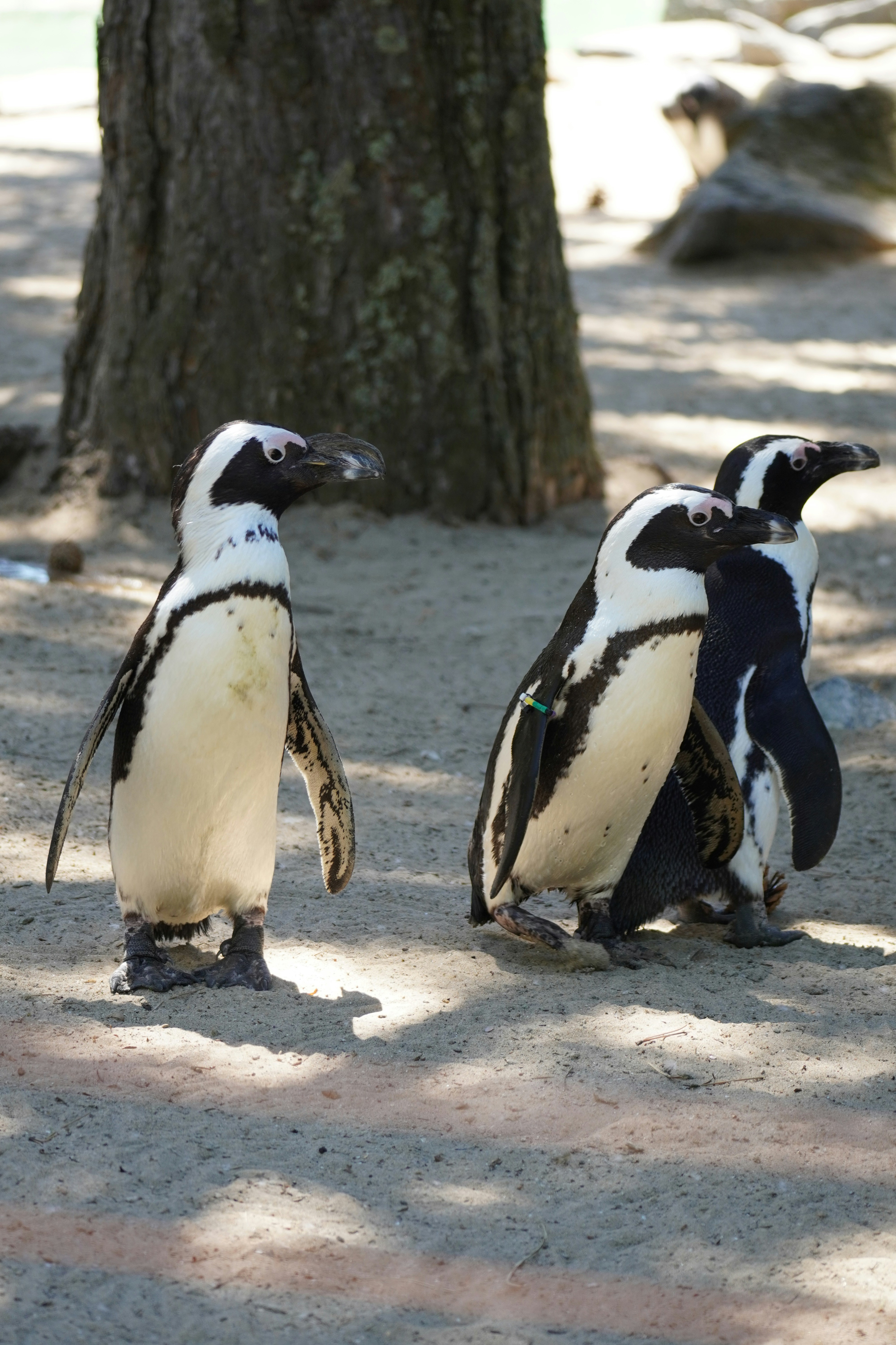 Penguin Trio Under Dappled Shade by a Tree Trunk