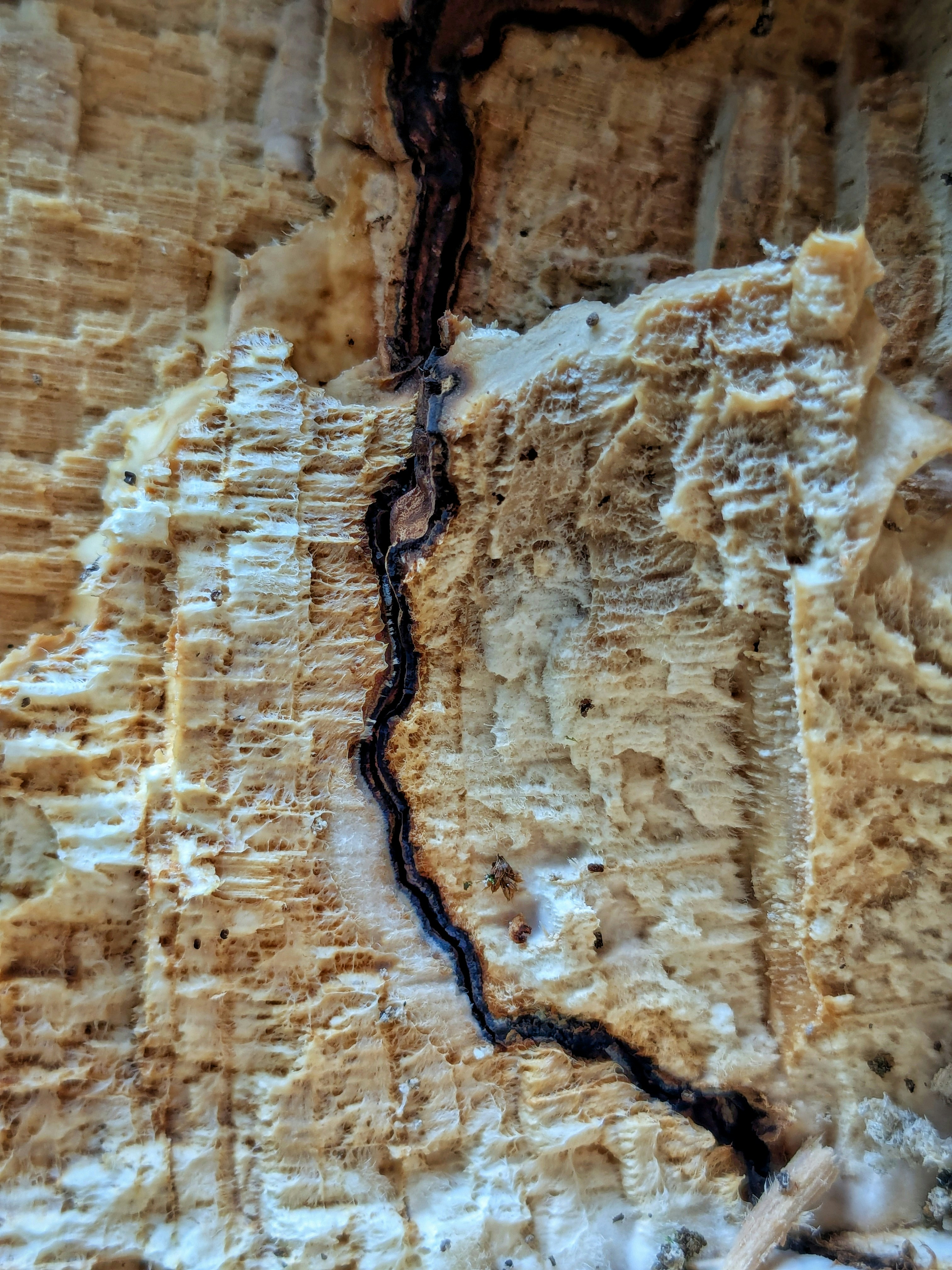 Crack in the Burl: A Macro View into Woodgrain and Mineral Veins