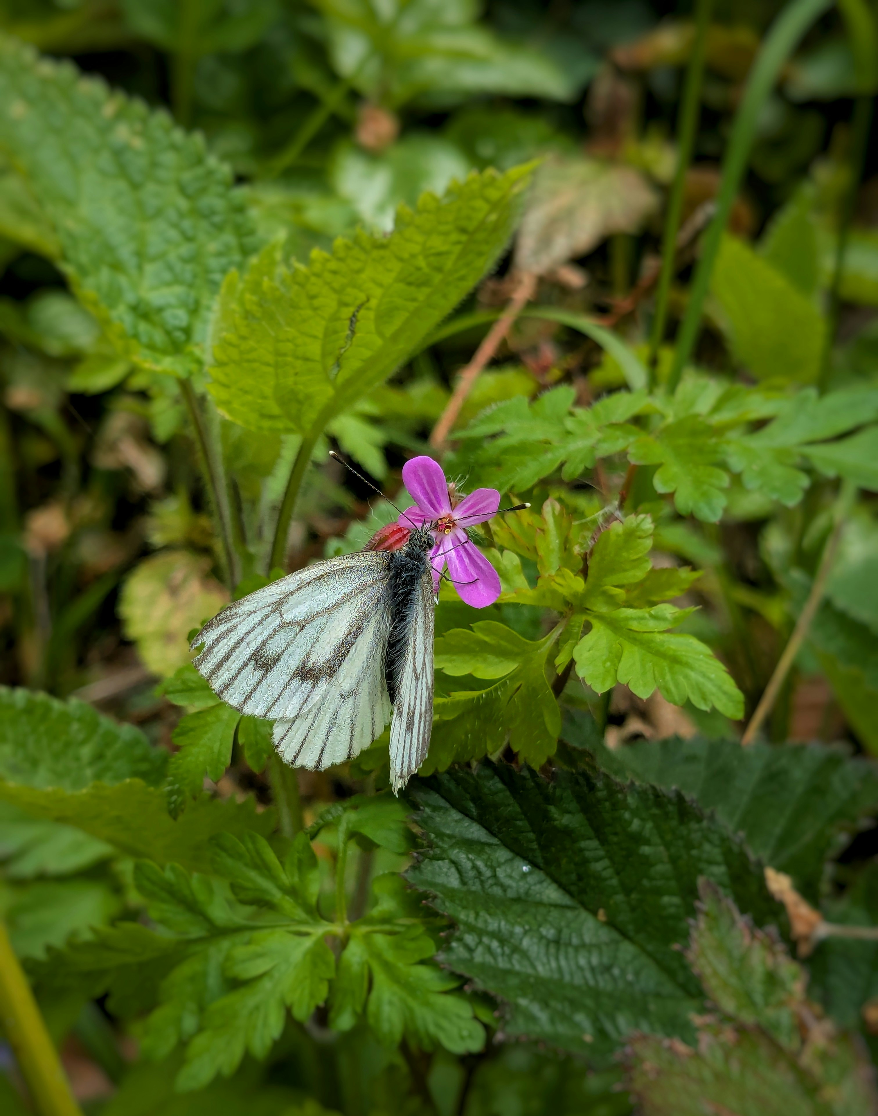 Butterfly perched on a pink flower amid dense green foliage, captured with natural daylight. Close-up emphasis on delicate wing pattern and leaf texture.