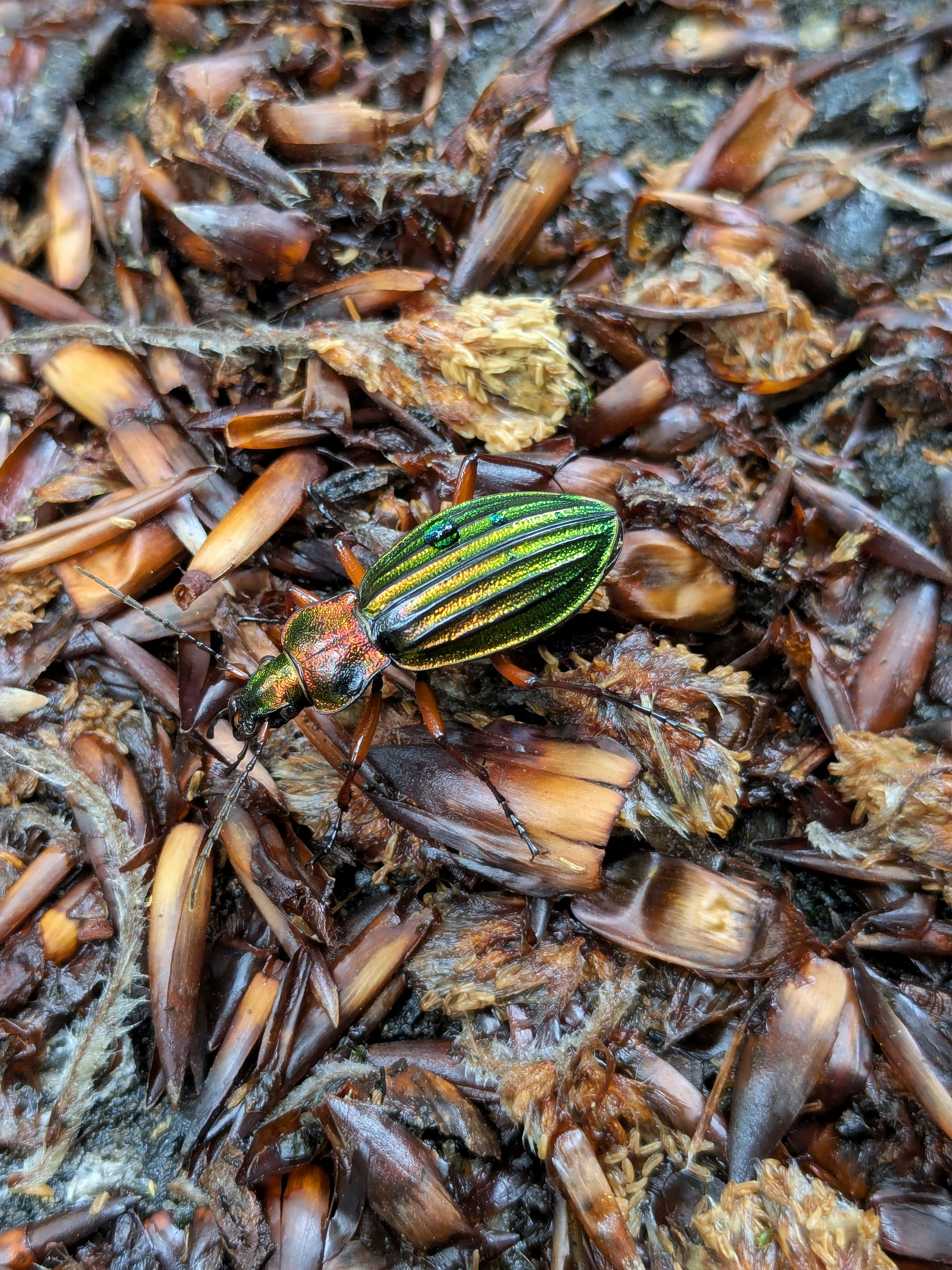 Green-striped beetle amid a bed of brown forest debris