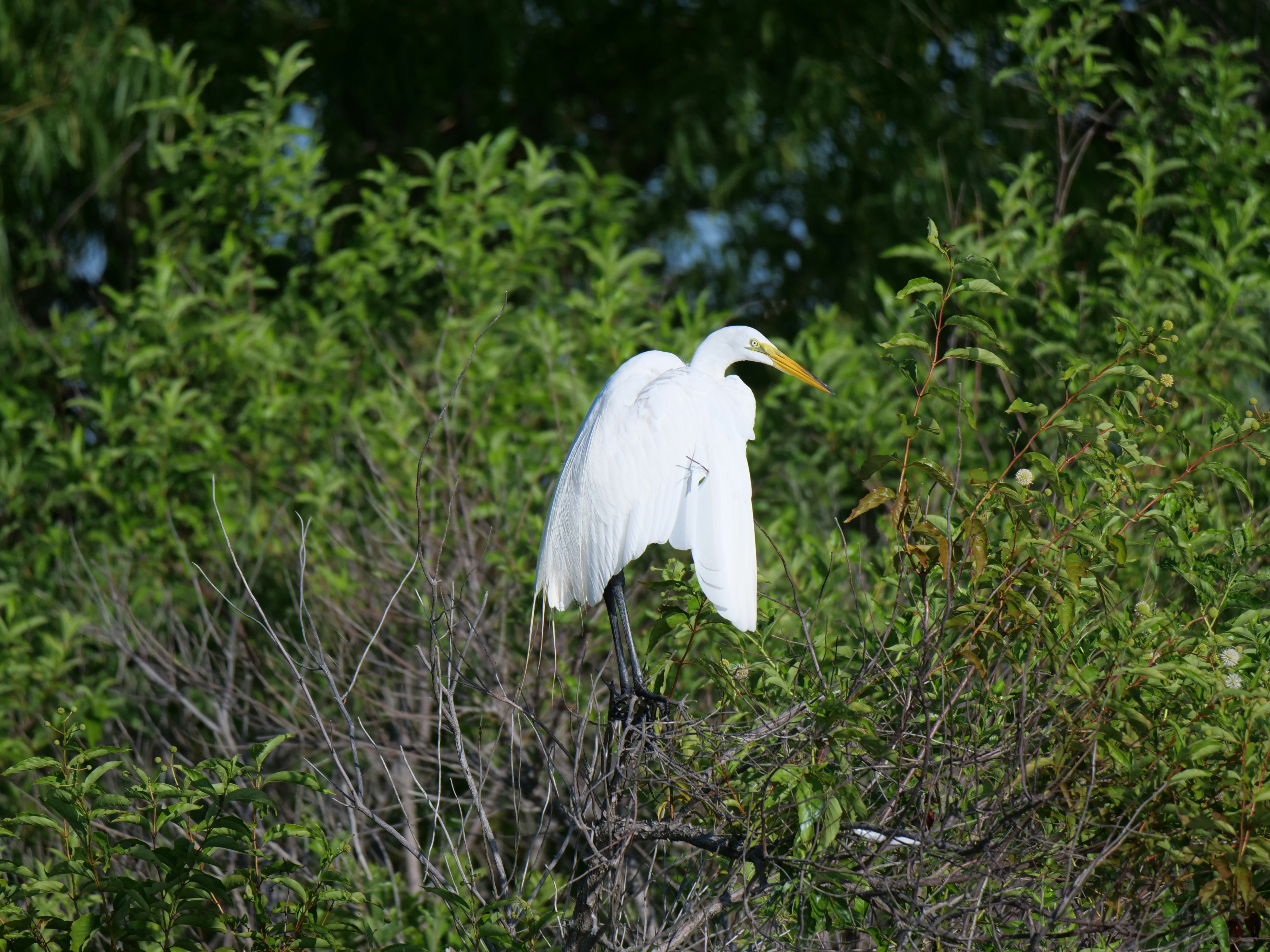 The Silent Heron in a Green Reedmarch