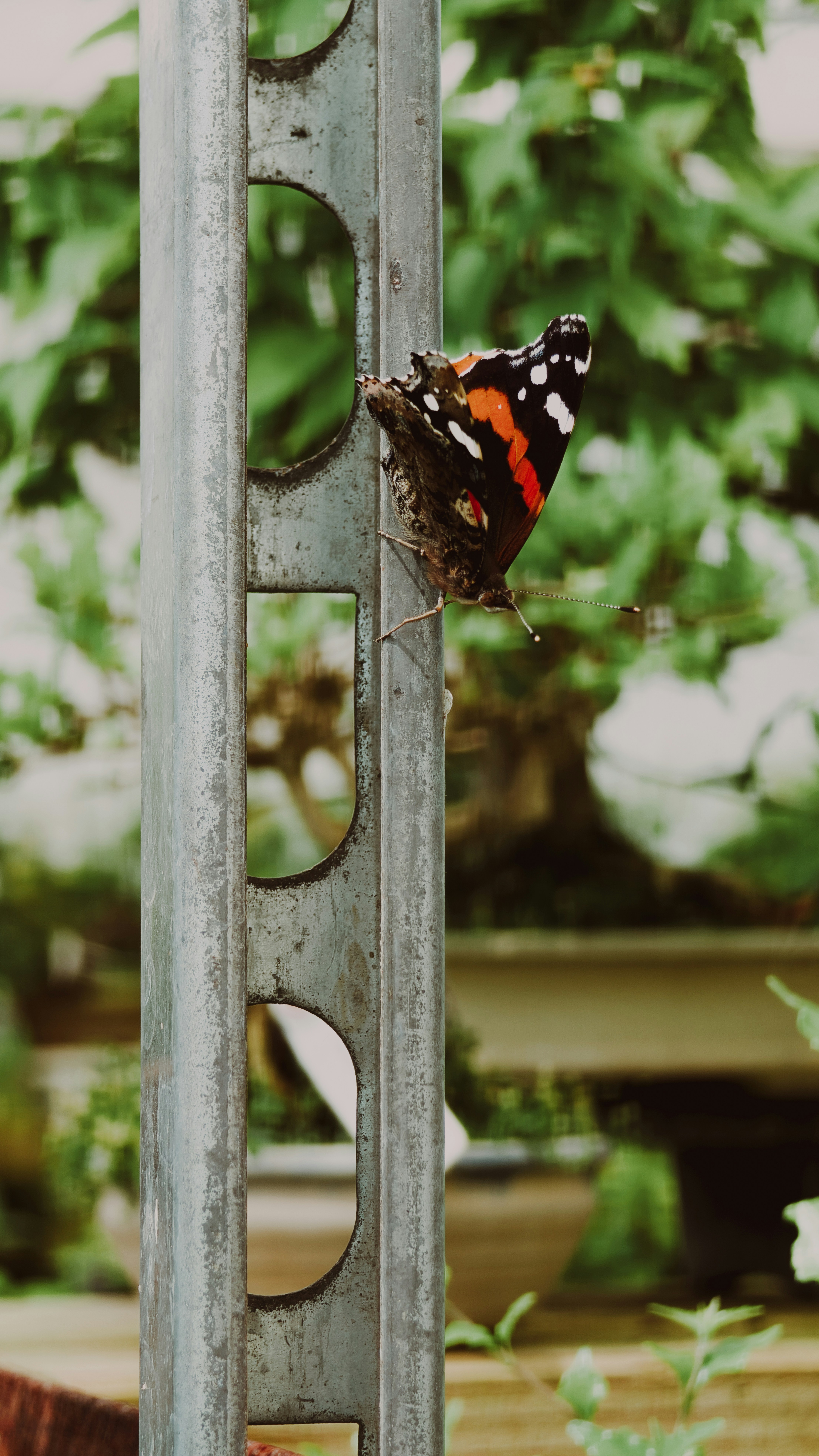Butterfly on a Steel Frame: A Moment of Color against Industrial Lines