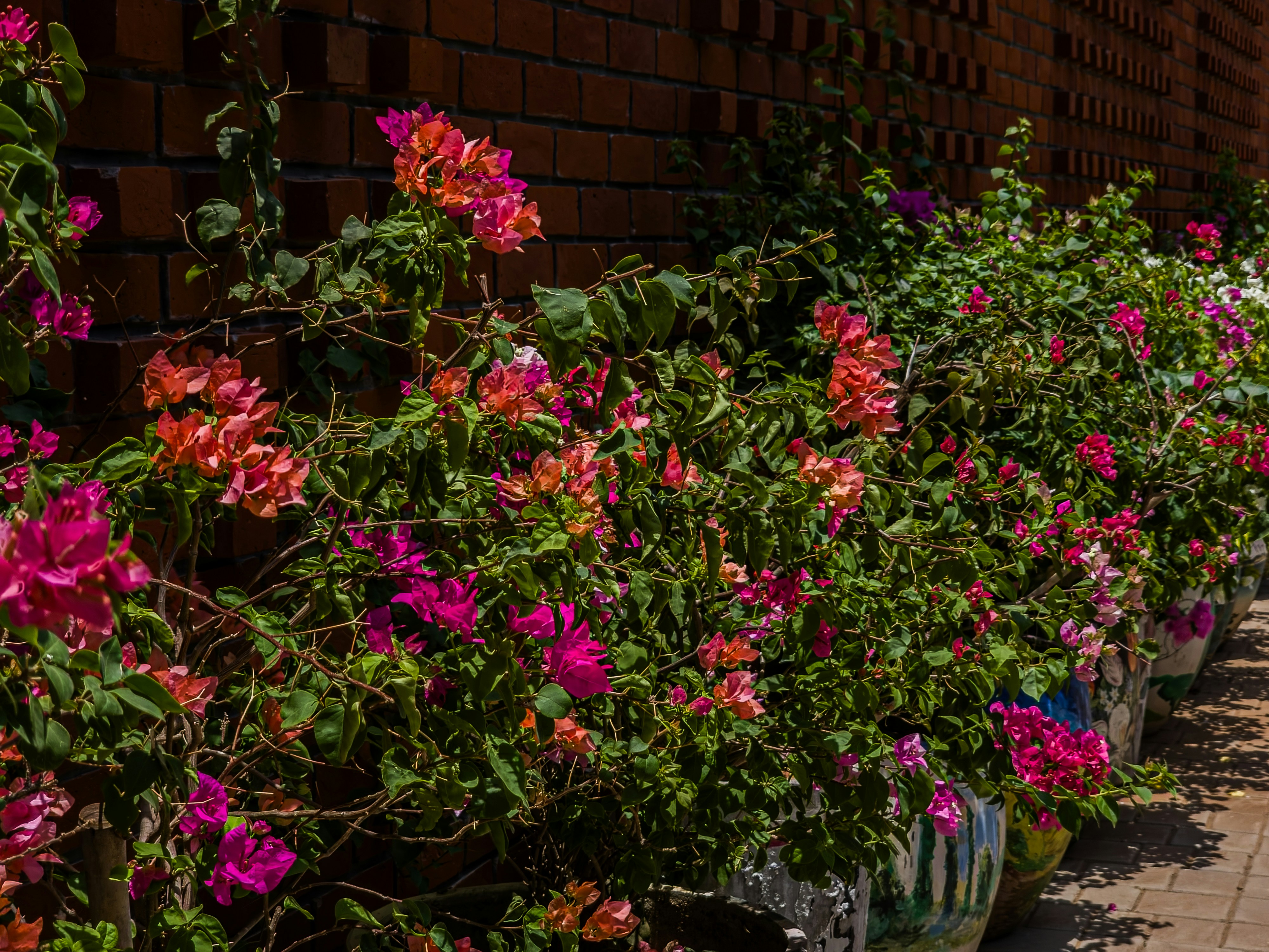 Bouquet of Brick and Bloom: A Row of Brimming Pink Bougainvillea Against Sunlit Wall
