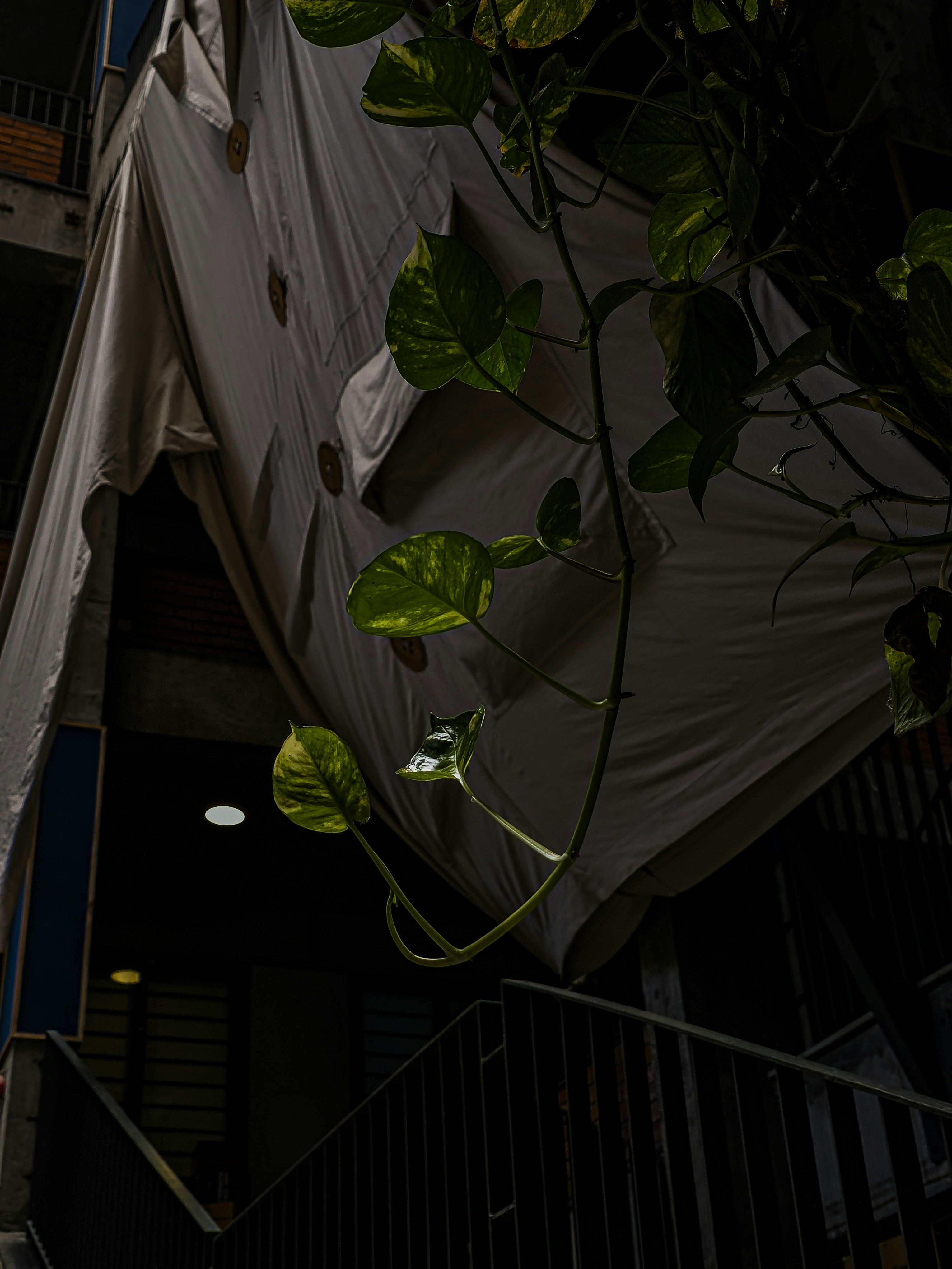 Illuminated vine in a shadowed urban facade