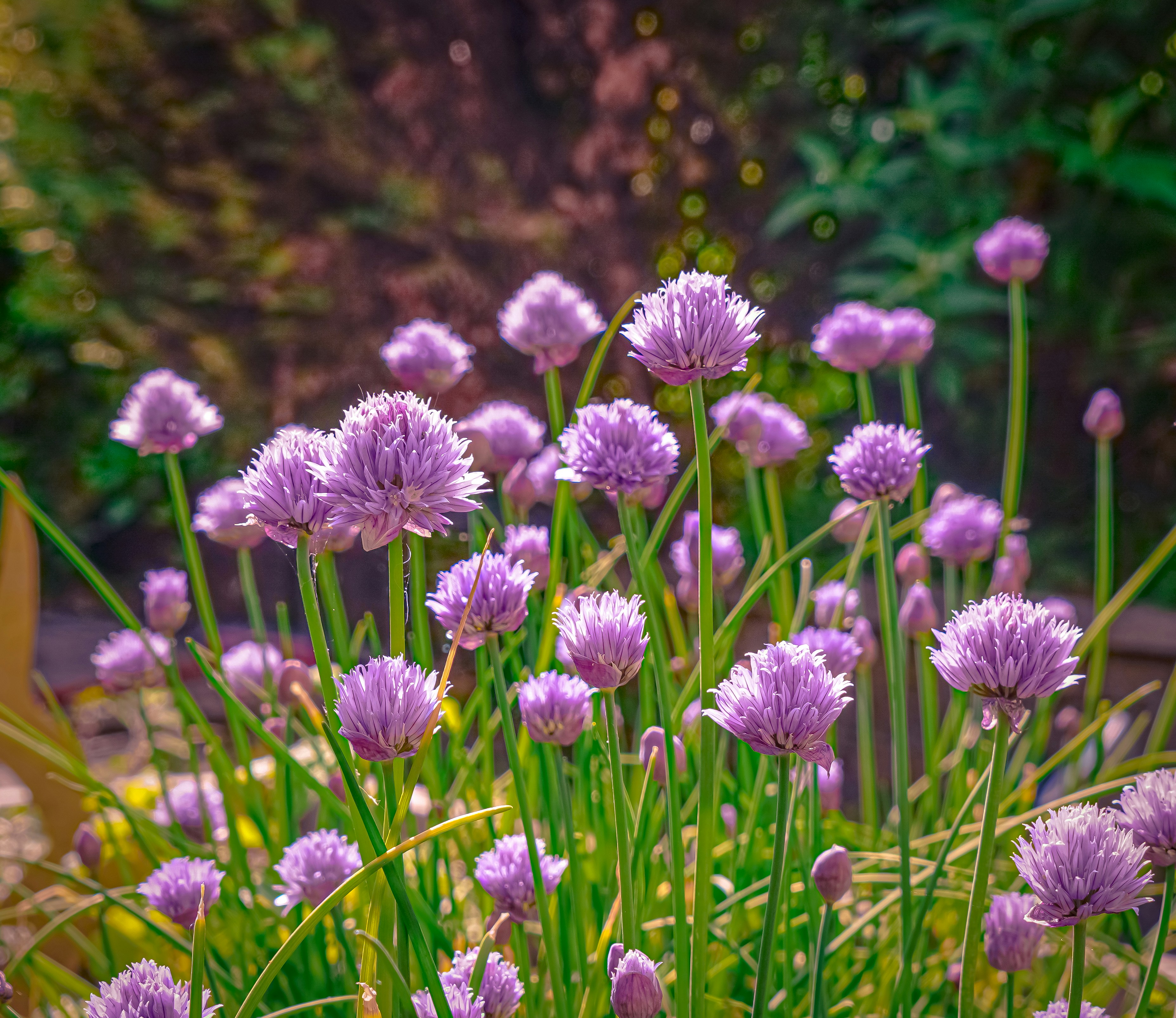 Lavender Twilight: A Sea of Purple Alliums in Bloom