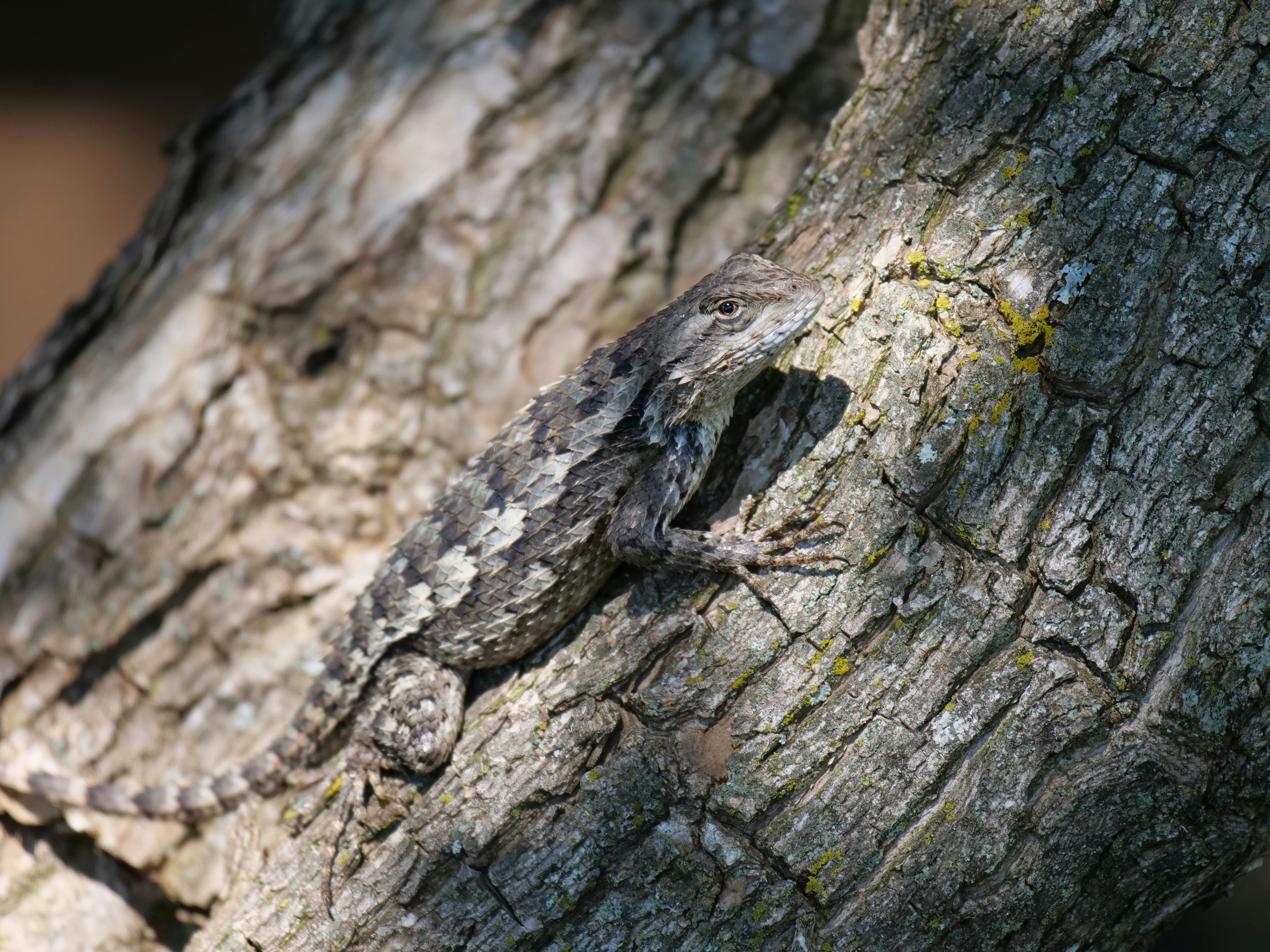 Ambush on Bark: A Lizard Clings to the Tree Trunk