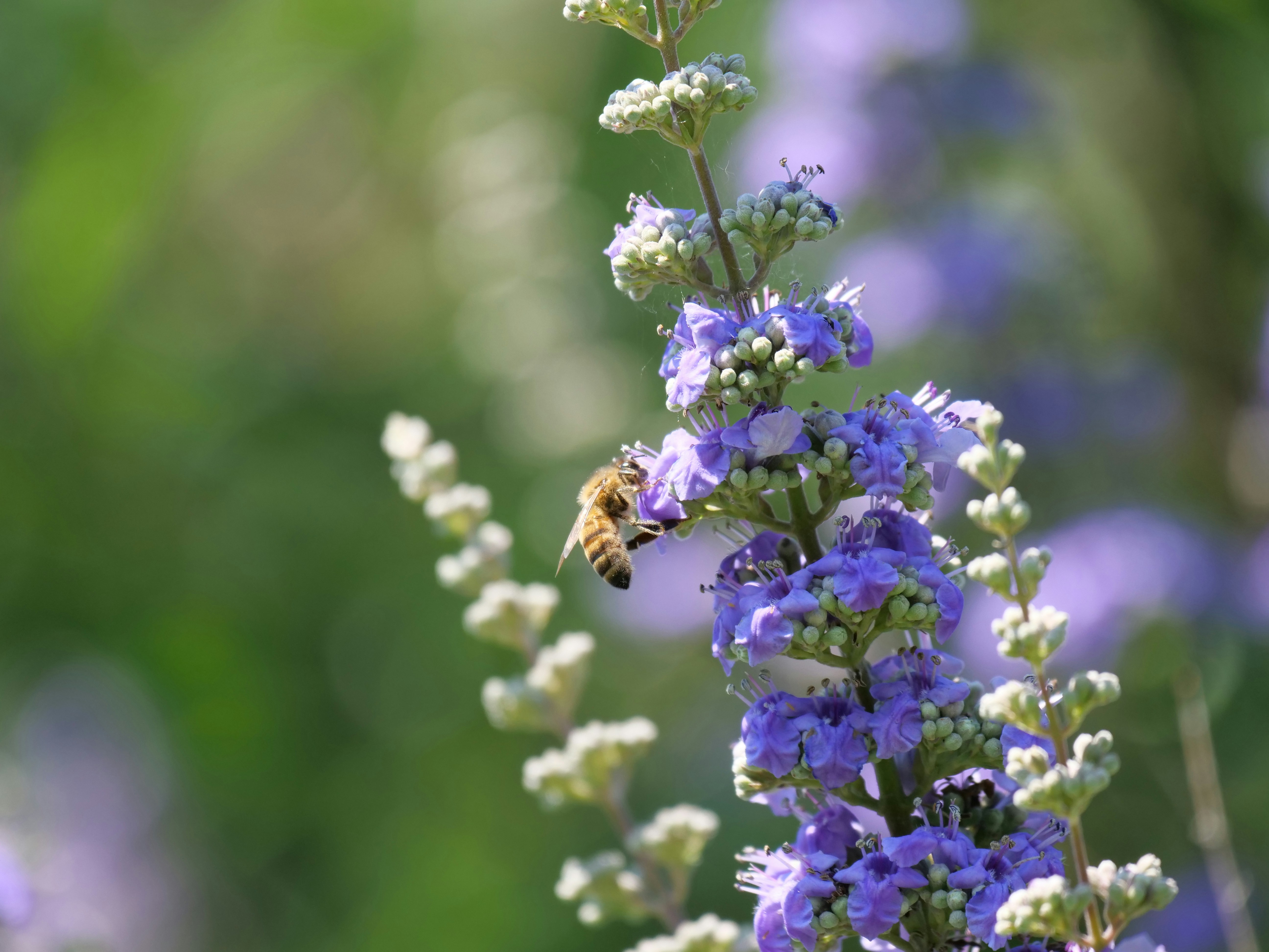 Bee at the Blossom Peak: Purple Spike in Soft Focus