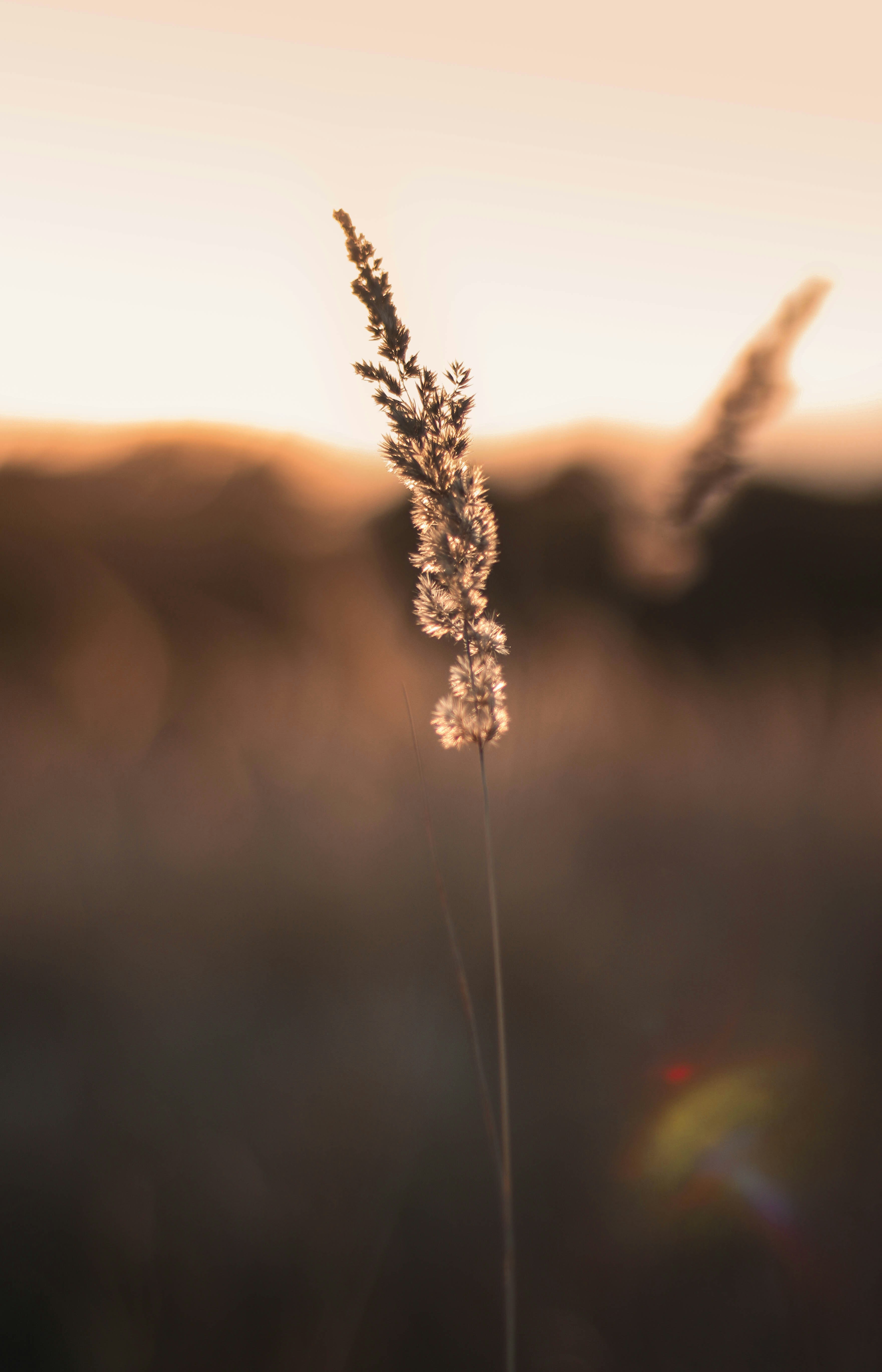 Golden Silhouette: The Quiet Reed in Evening Light