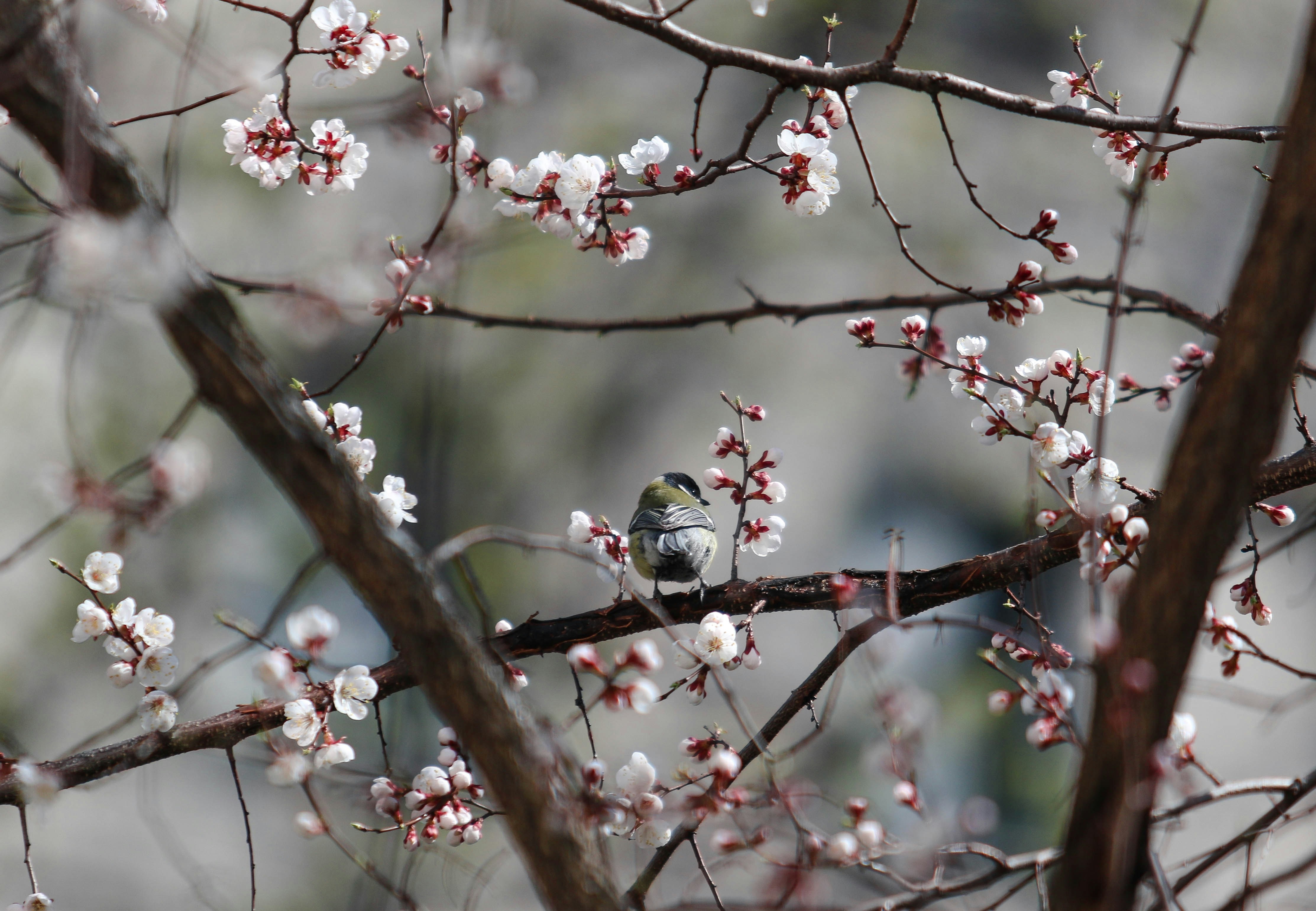 Snowlit Finch in Bloom: A Quiet Moment on Icy Branches
