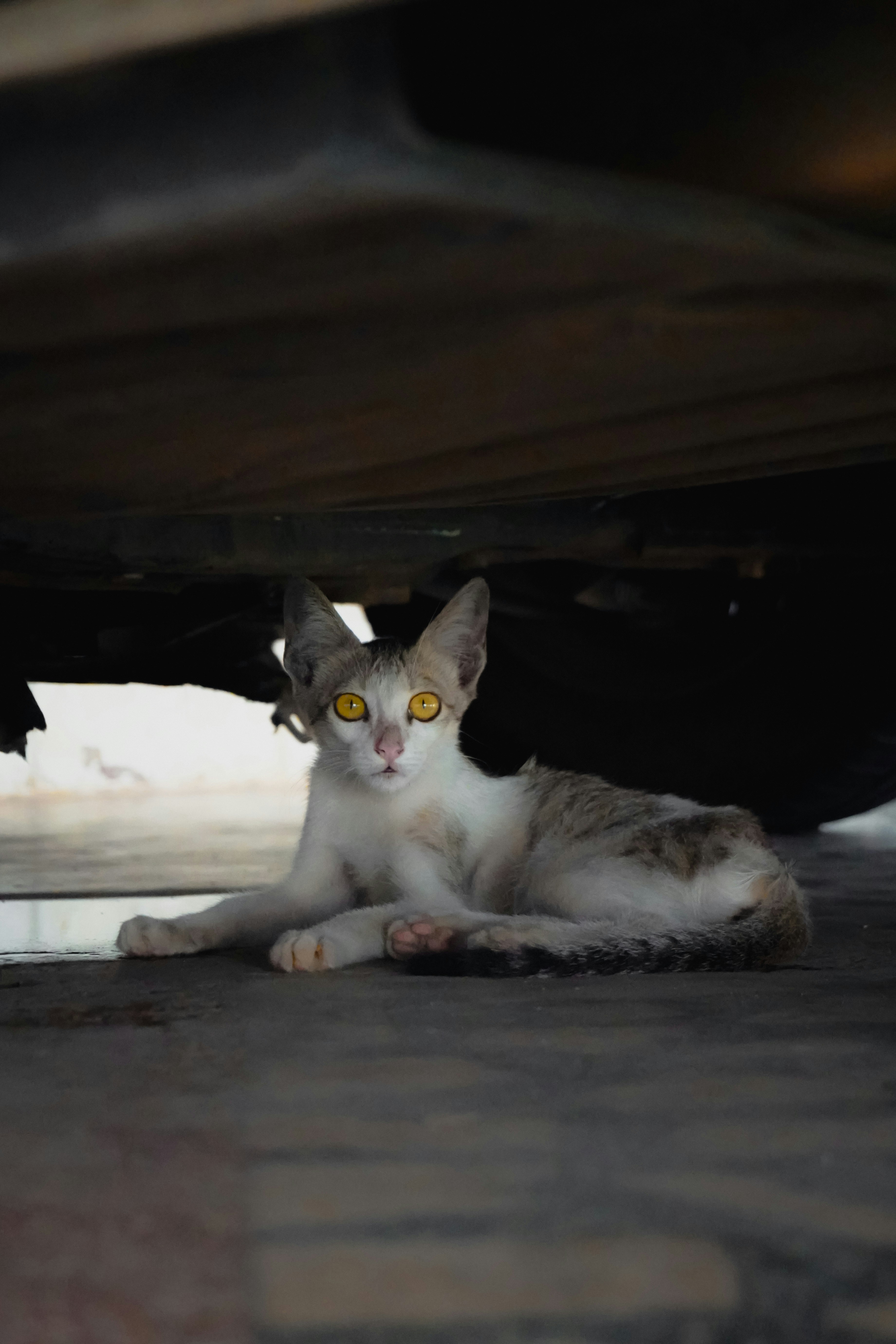 Eyes Under the Car: A Curious Cat Lurking in the Shade