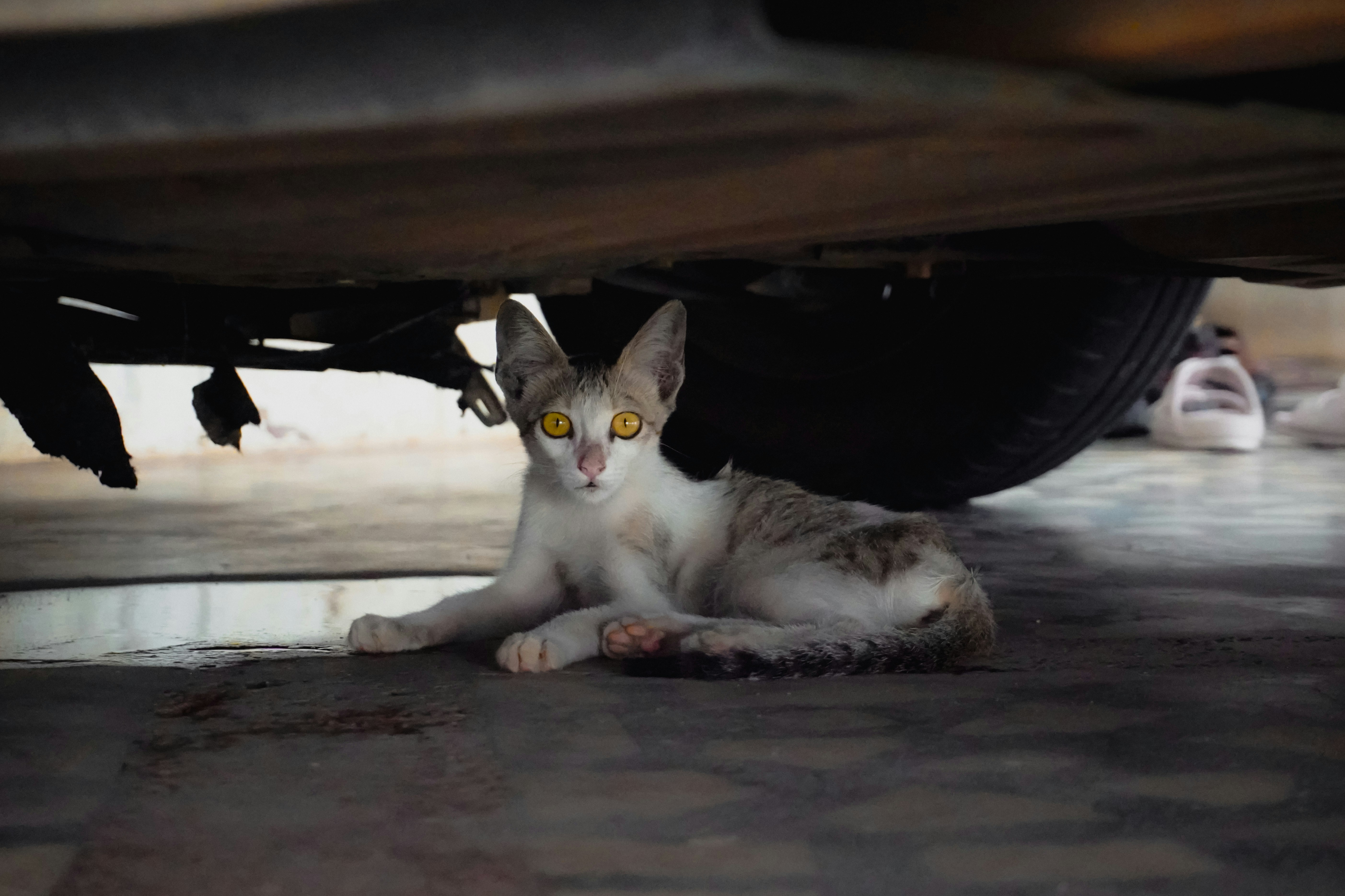 A white and brown cat lies under a car.
